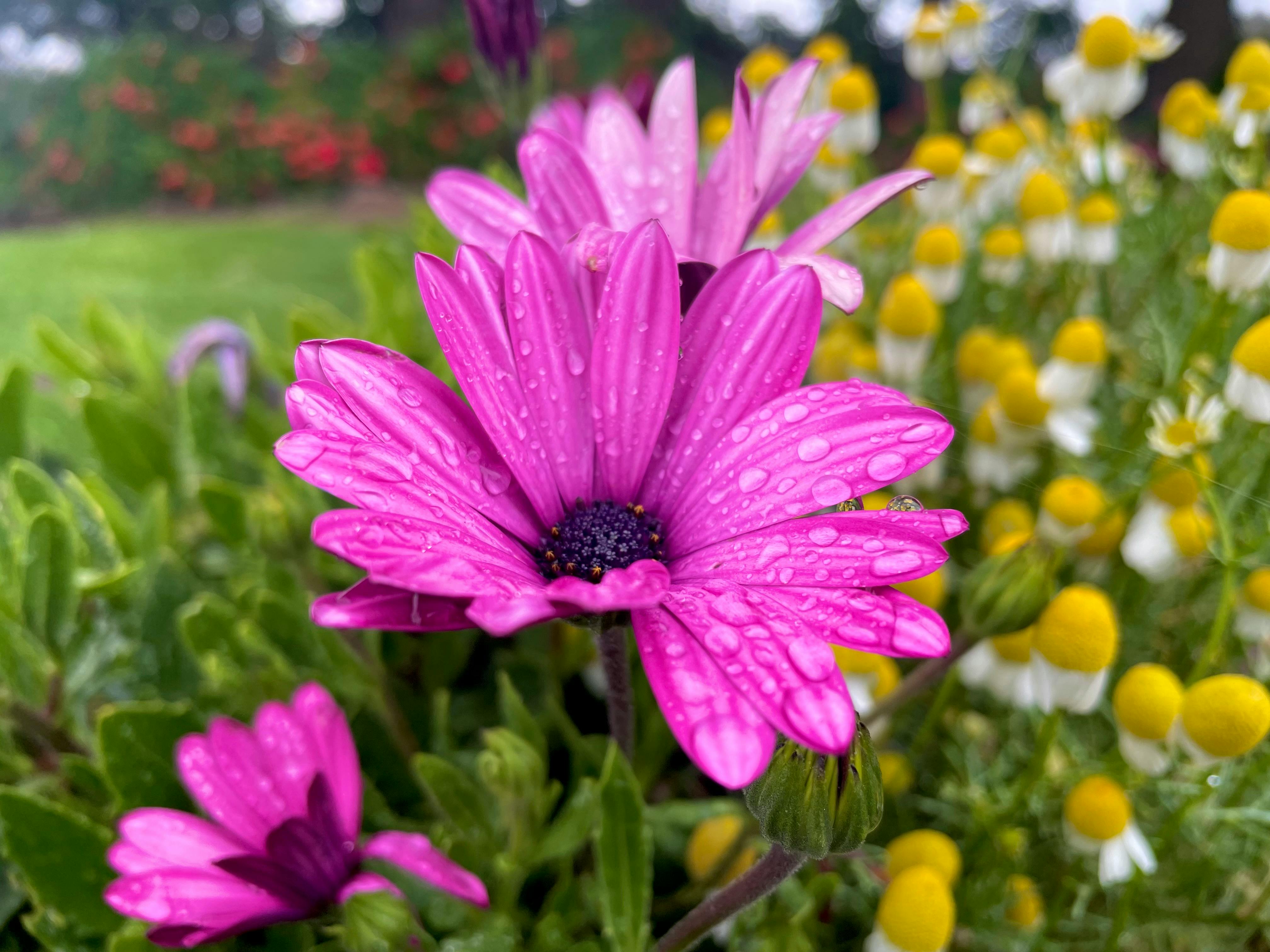 Vibrant Purple Daisies with Dew in Puno · Free Stock Photo