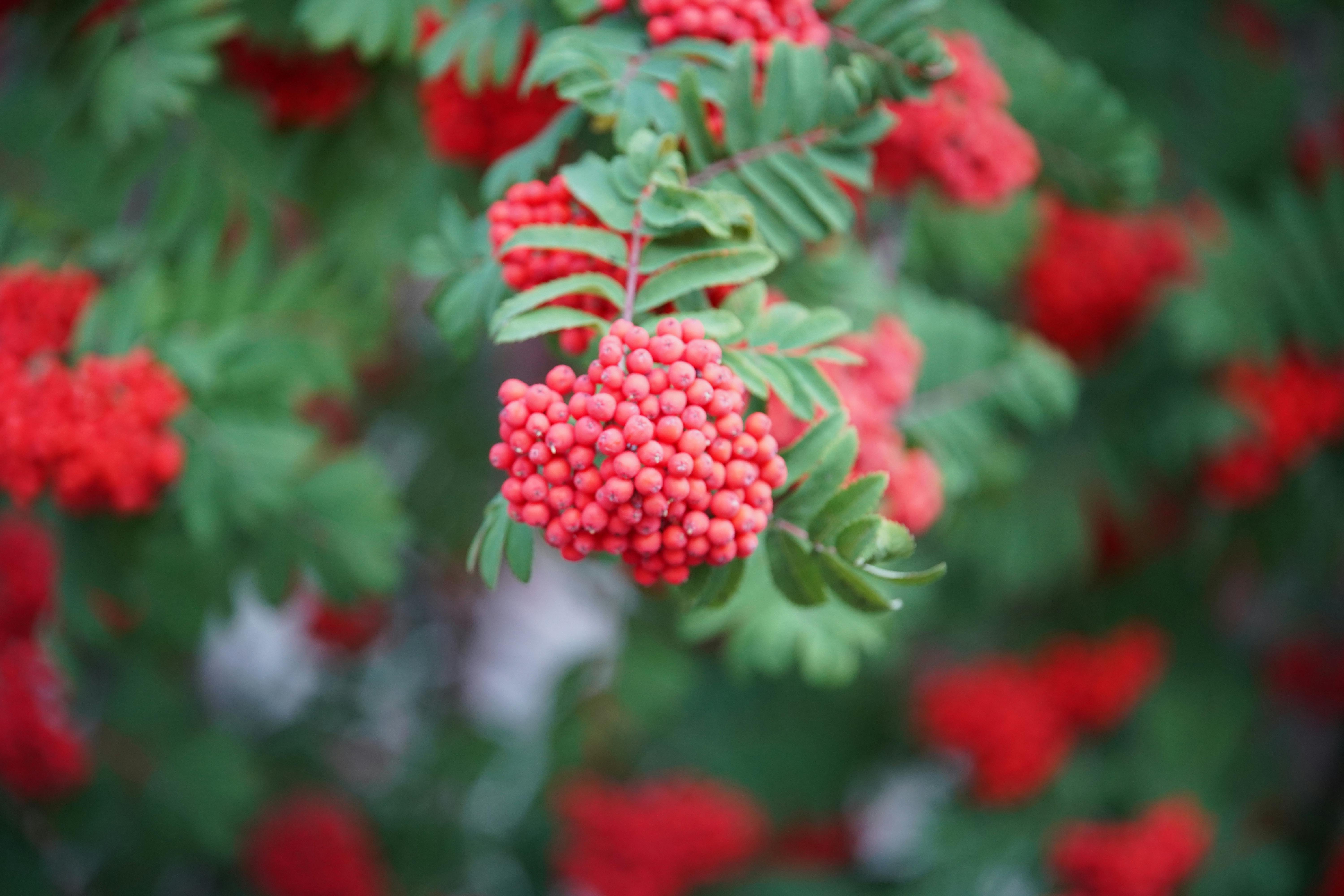 Vibrant Red Elderberry Clusters in Cochrane · Free Stock Photo