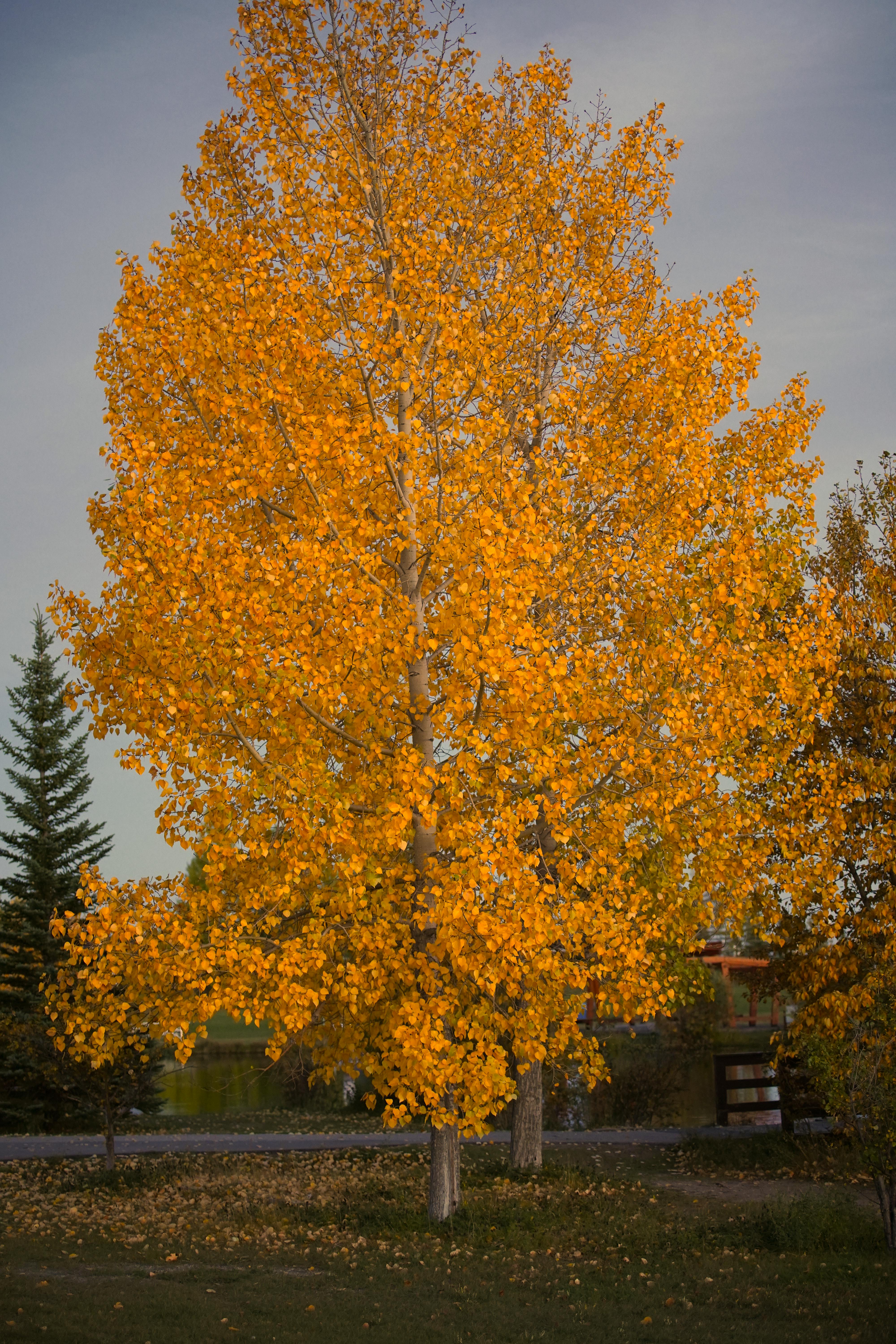 Bina Alberta Photos, Download The BEST Free Bina Alberta Stock Photos ...