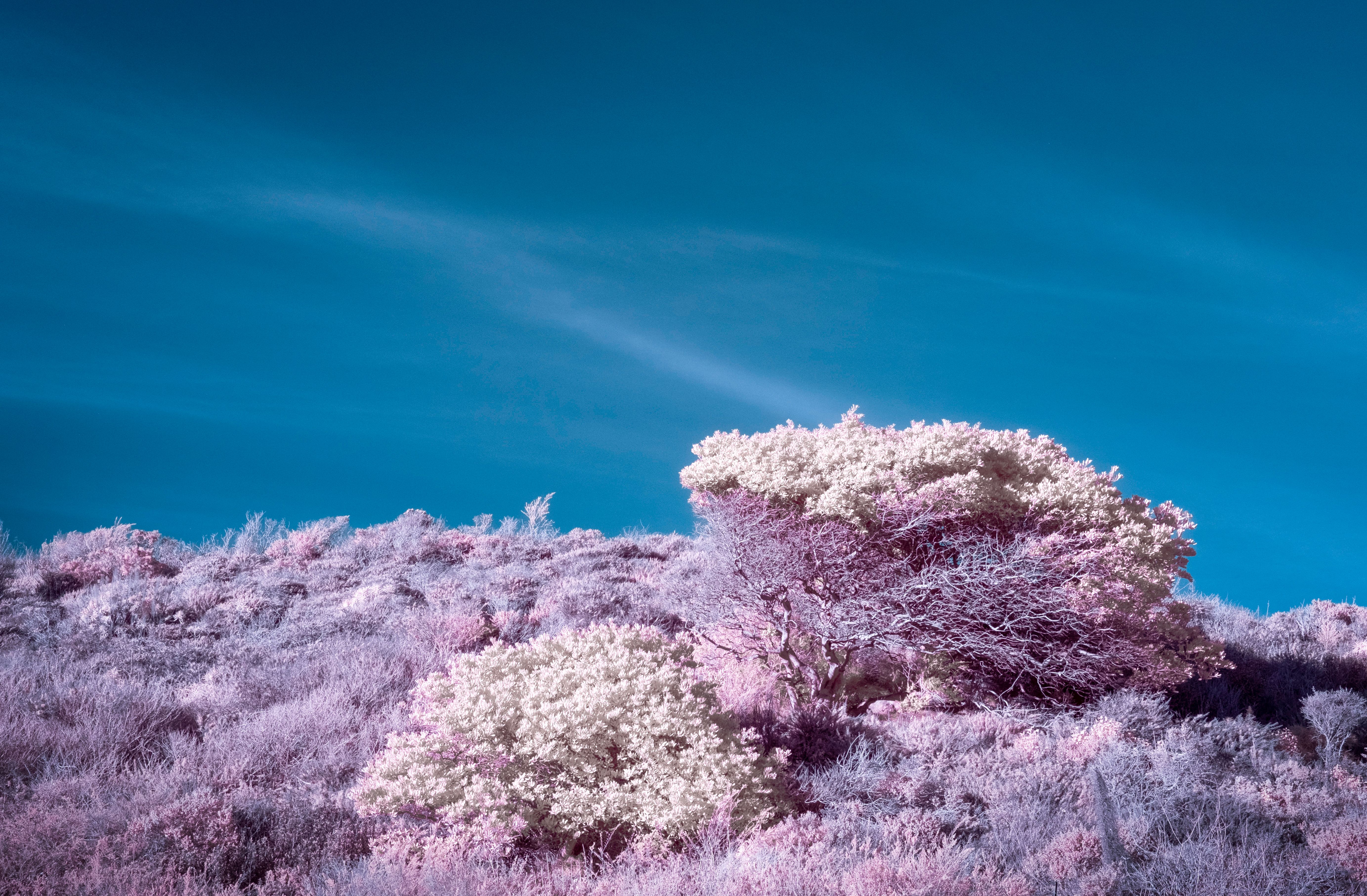 Surreal Infrared Landscape with Pink Foliage · Free Stock Photo