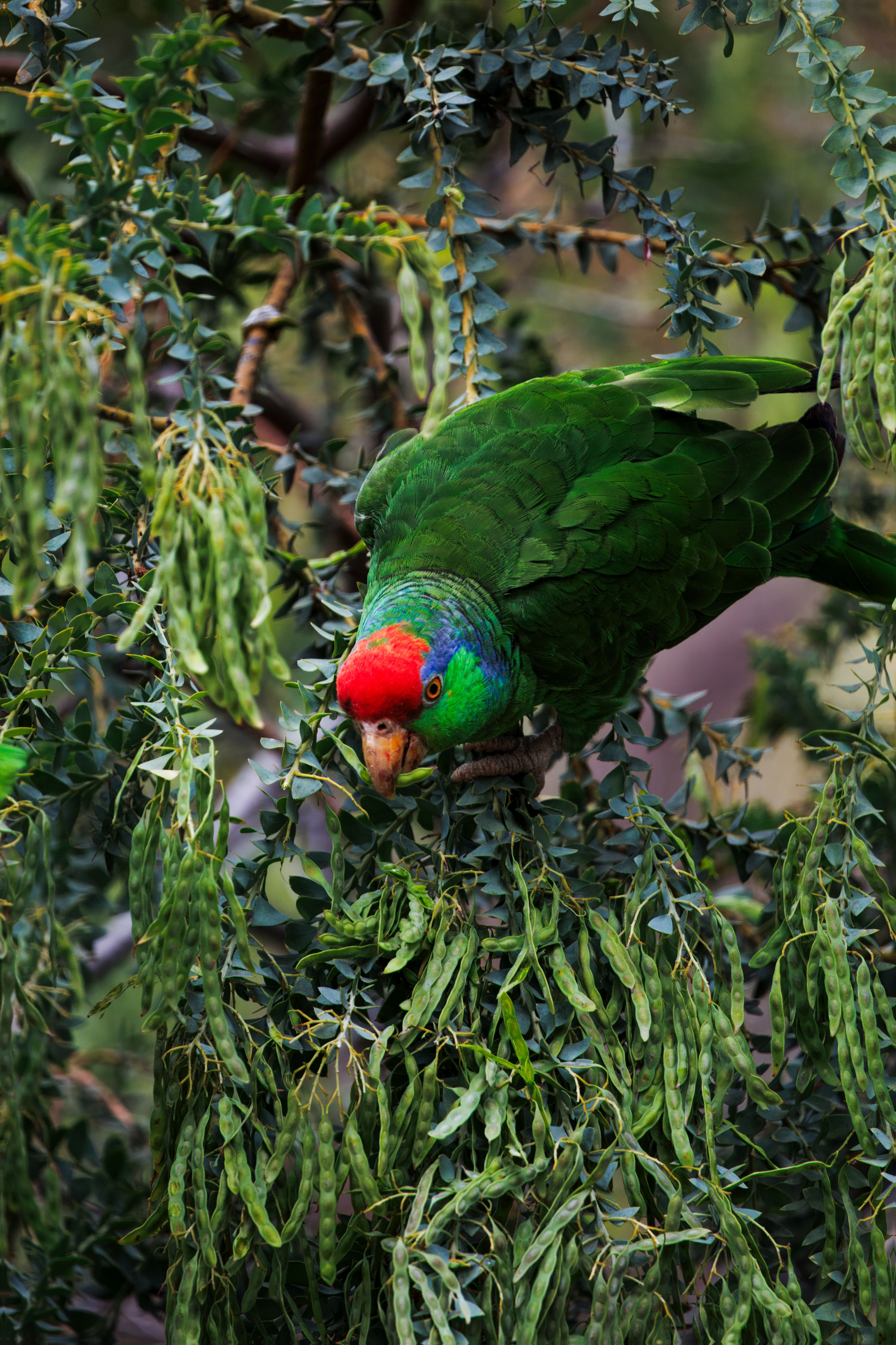Colorful Red-crowned Parrot in Greenery · Free Stock Photo