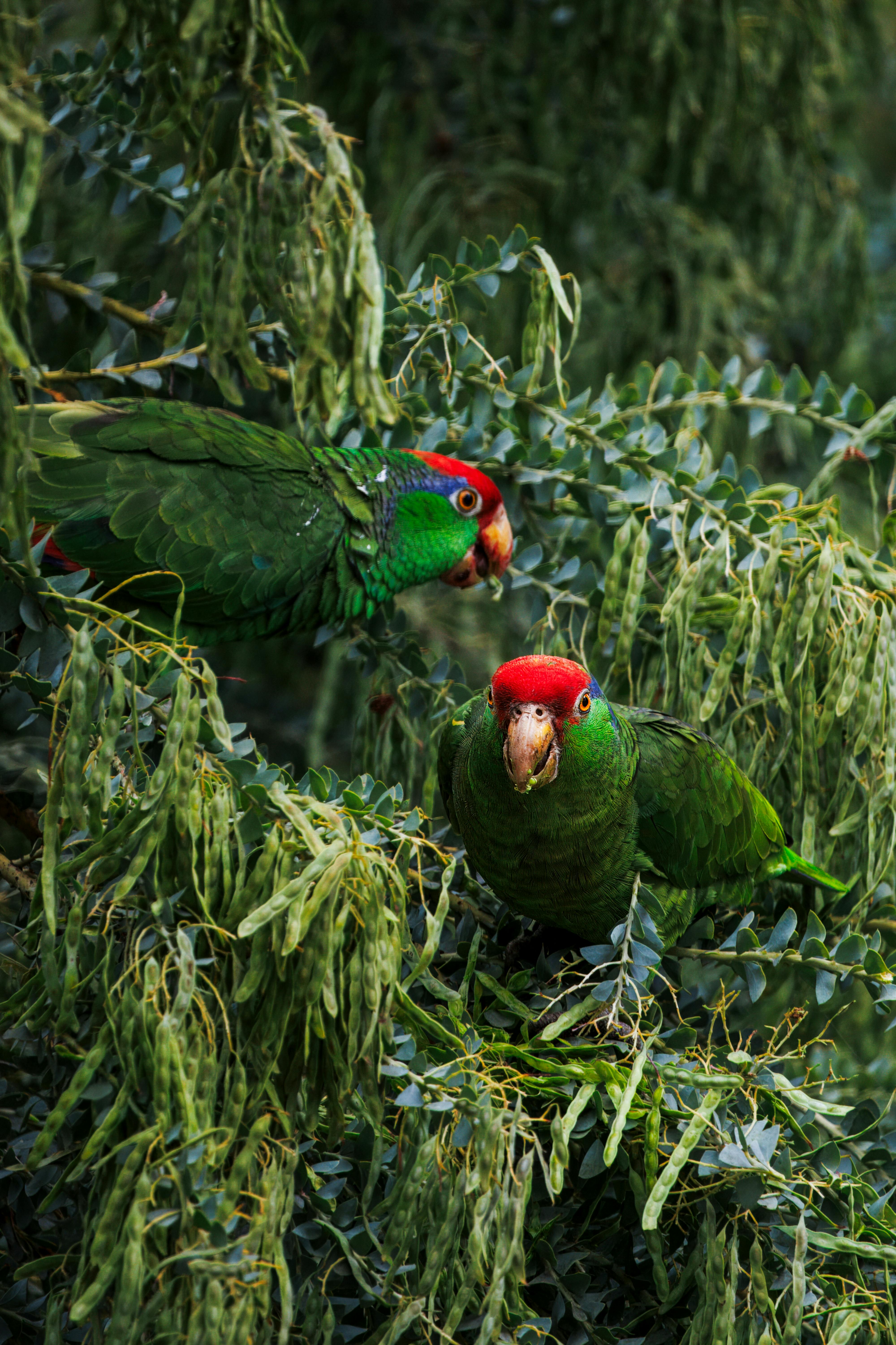 Vibrant Red-Crowned Parrots Among Lush Foliage · Free Stock Photo