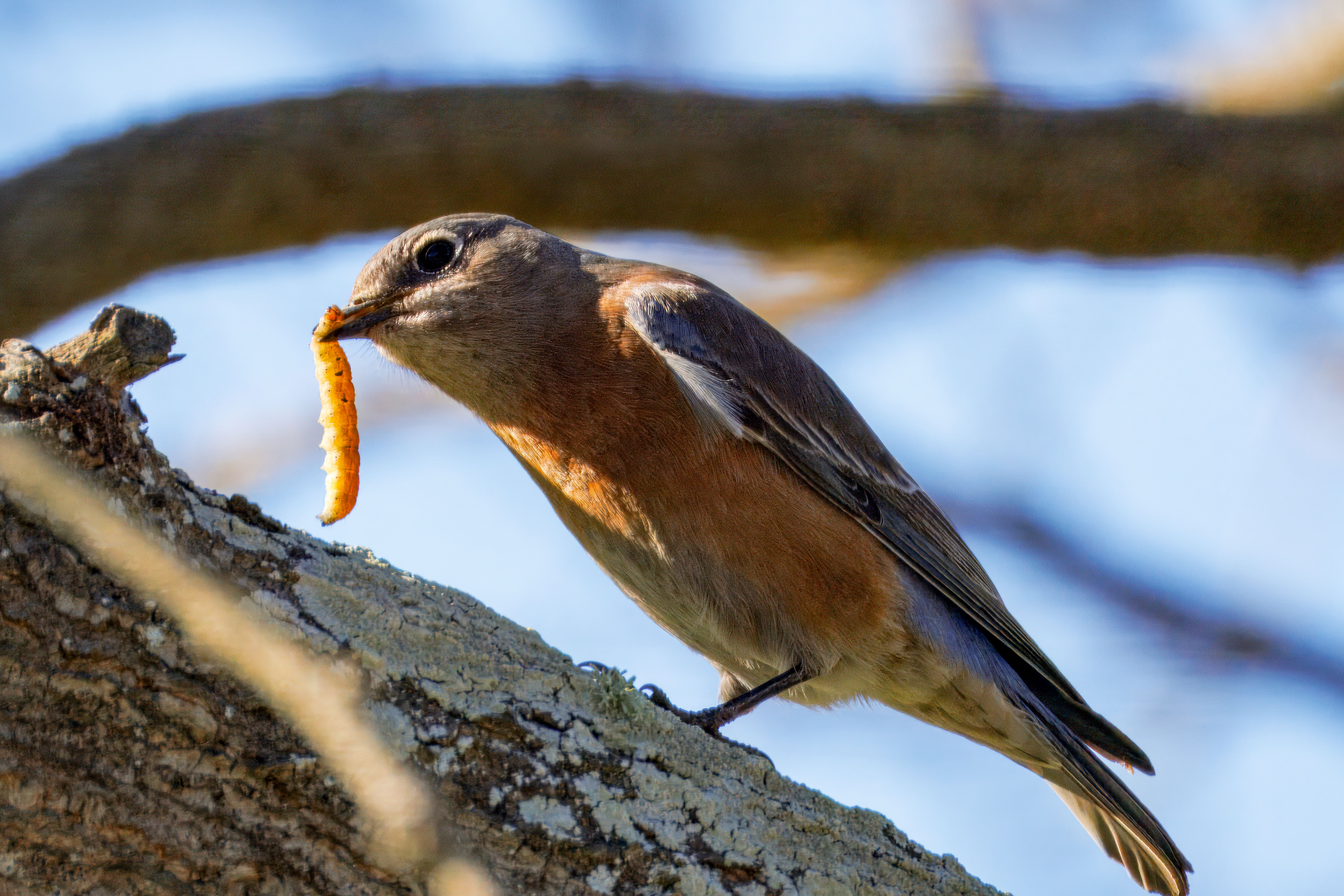 Eastern Bluebird Feeding on Insect Larva on Tree Branch · Free Stock Photo