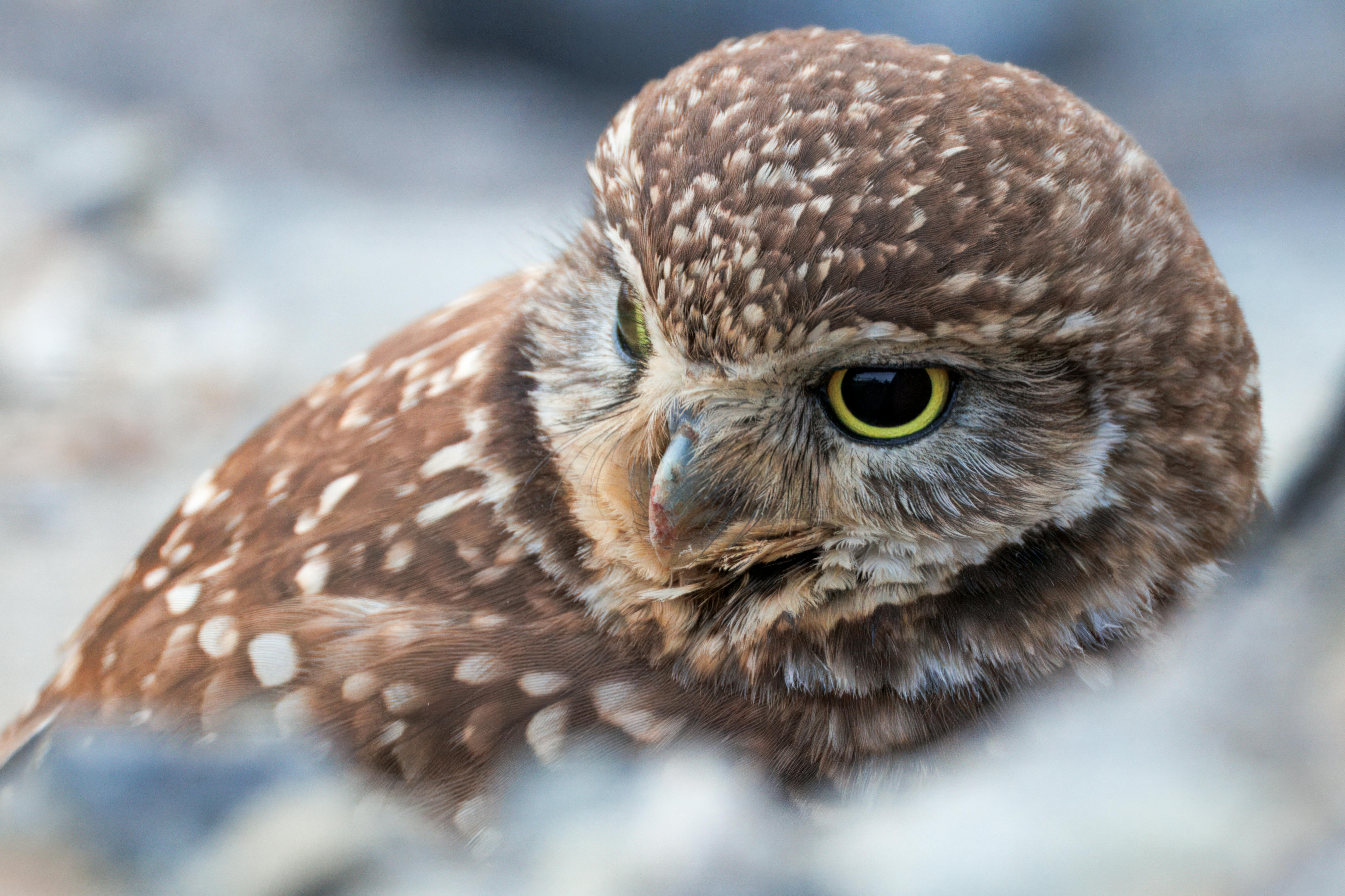 Close-up of a Captivating Burrowing Owl · Free Stock Photo