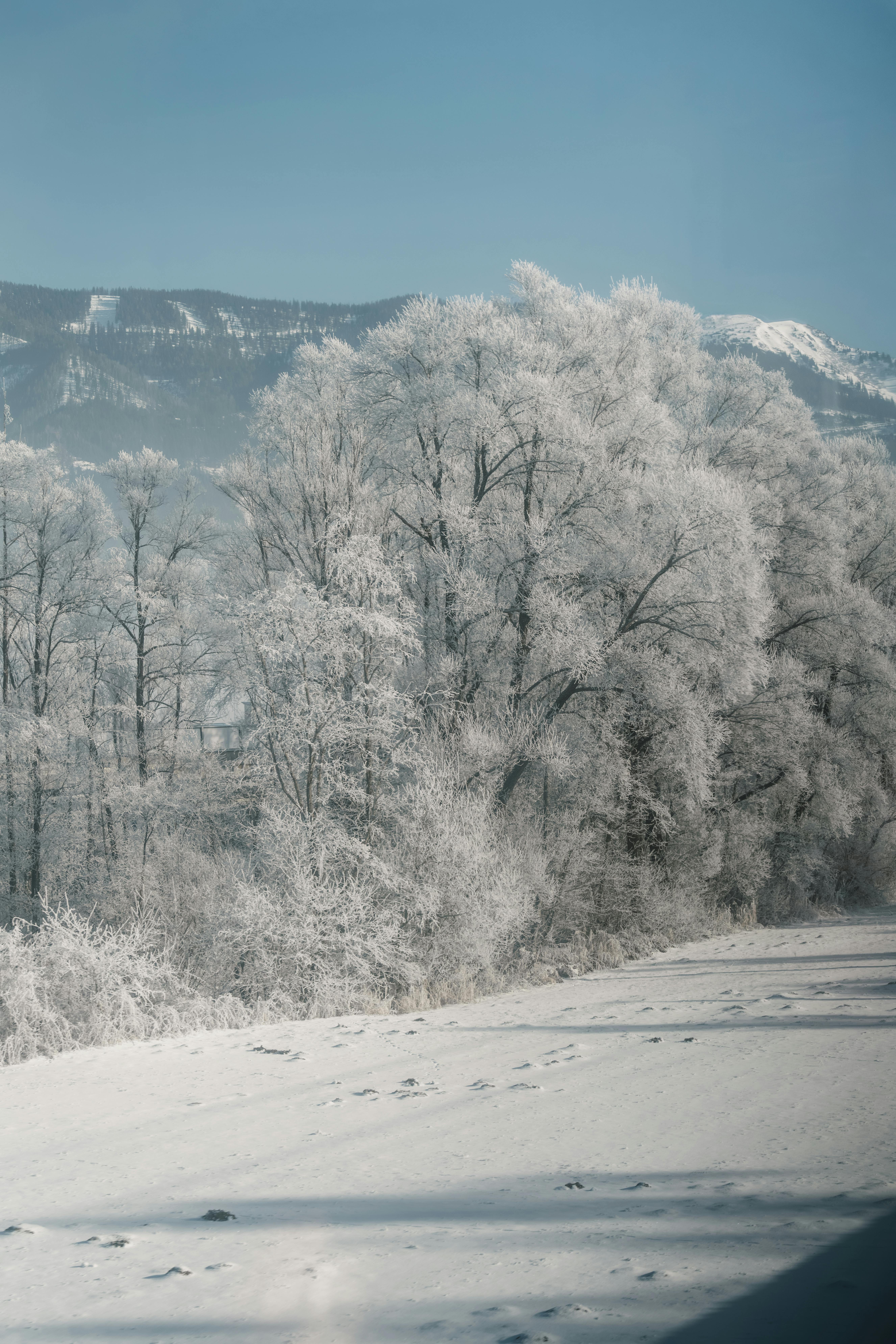 Frosty Winter Landscape with Snow-Covered Trees · Free Stock Photo