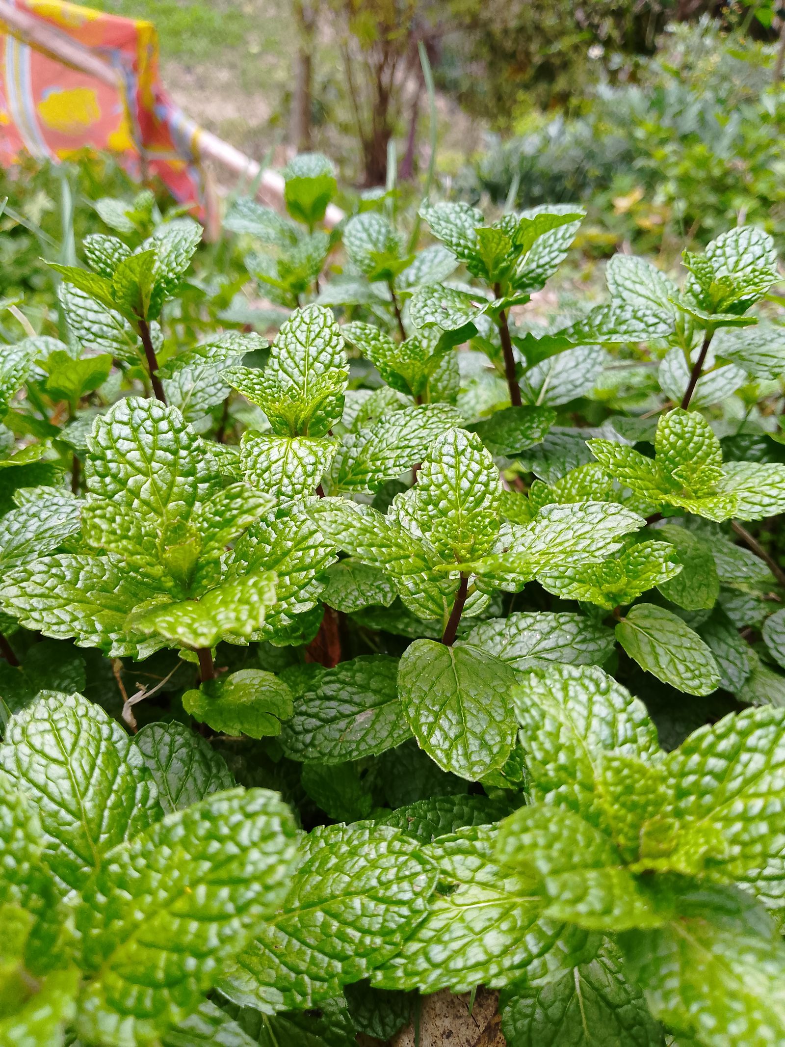 Plant Background Photos, Download The BEST Free Plant Background Stock ...