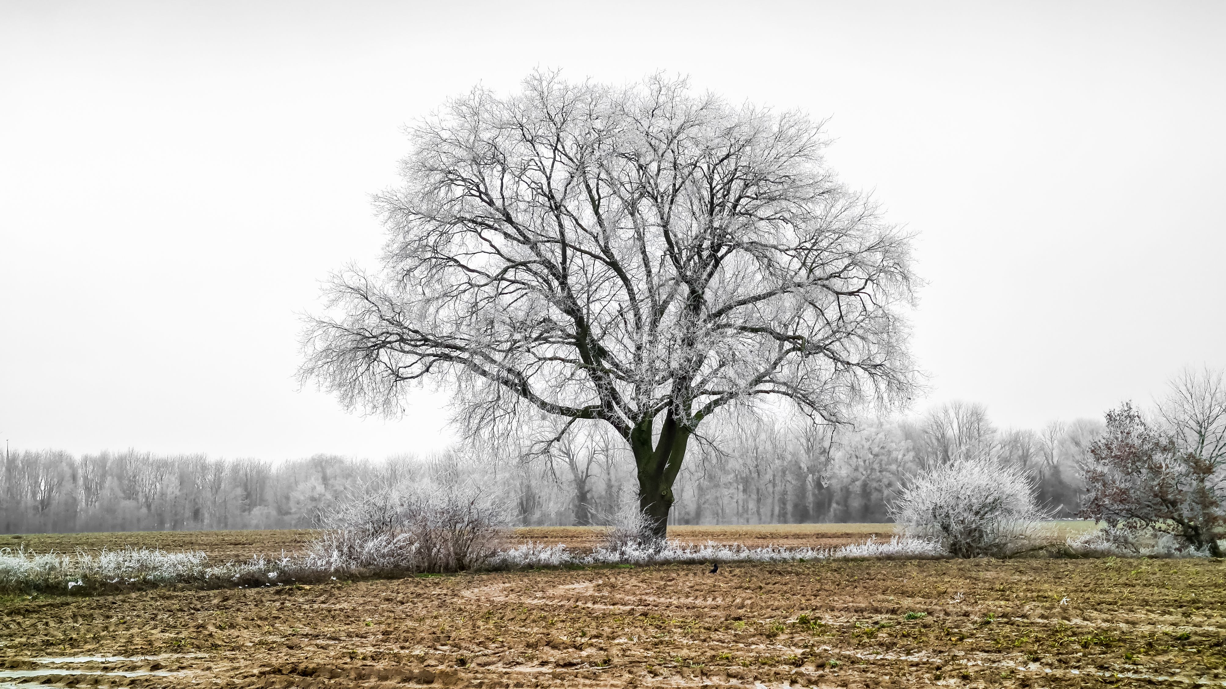 Frost-Covered Tree in Winter Landscape in Sittard · Free Stock Photo