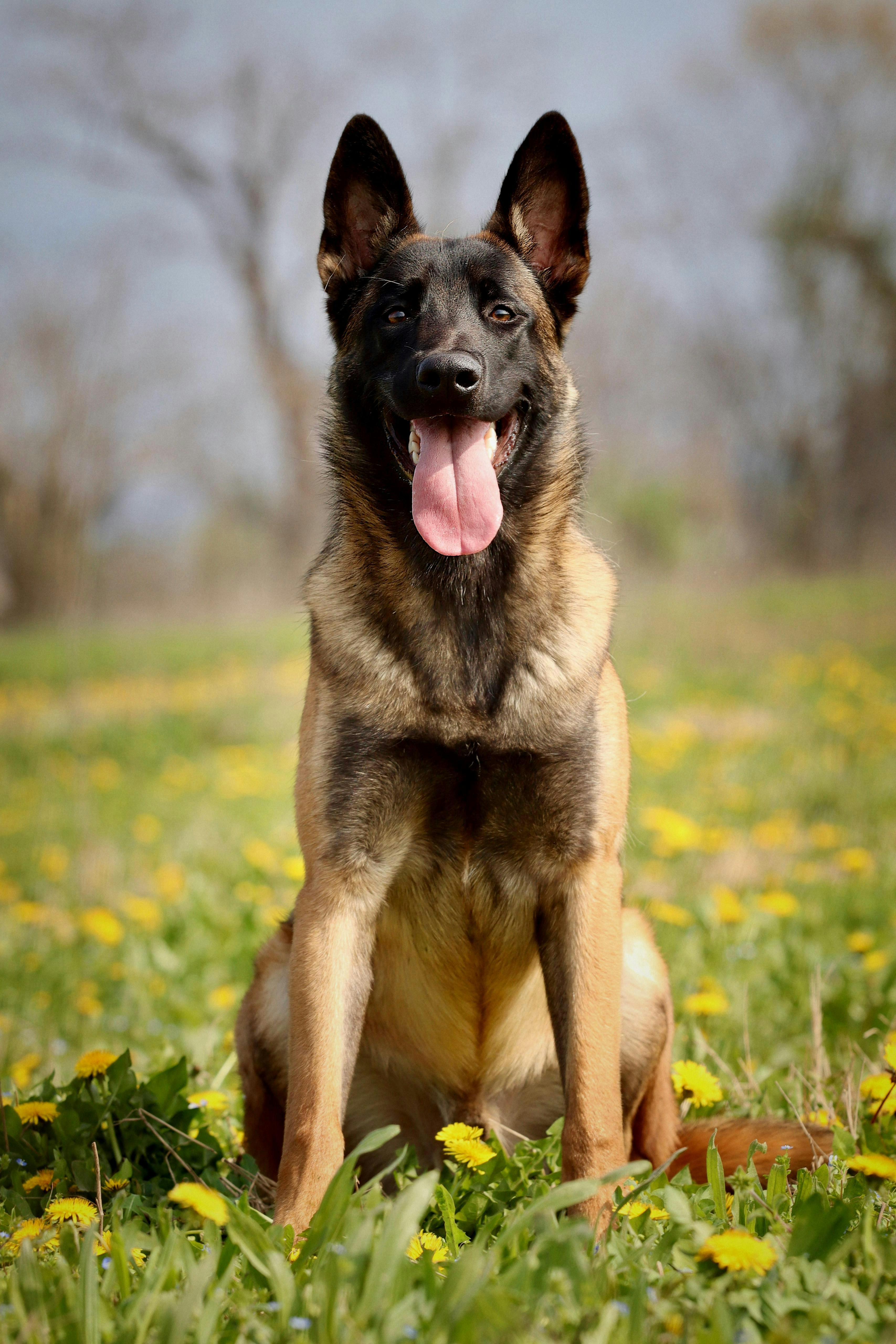Belgian Malinois Dog in Spring Meadow · Free Stock Photo