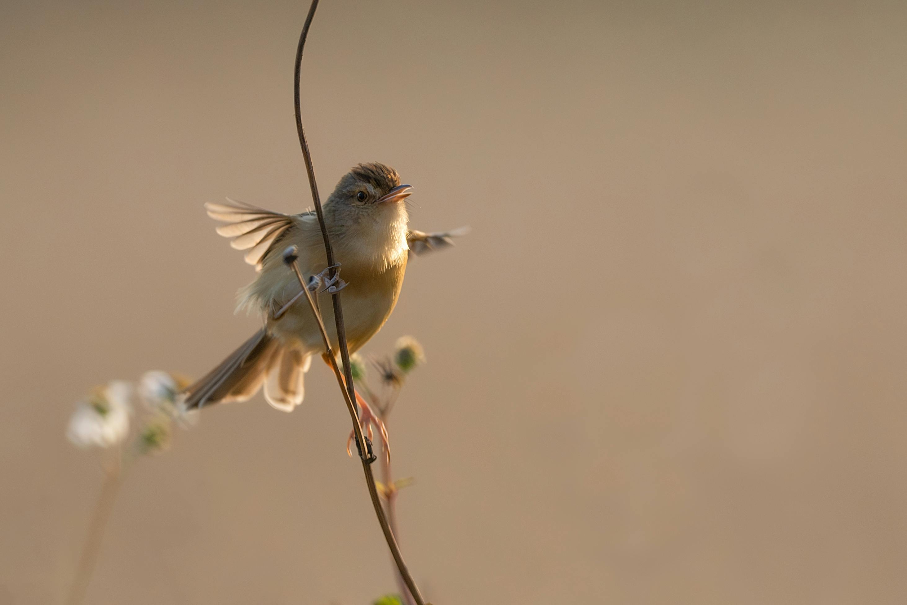 Bird Flying Morning Photos, Download The BEST Free Bird Flying Morning ...