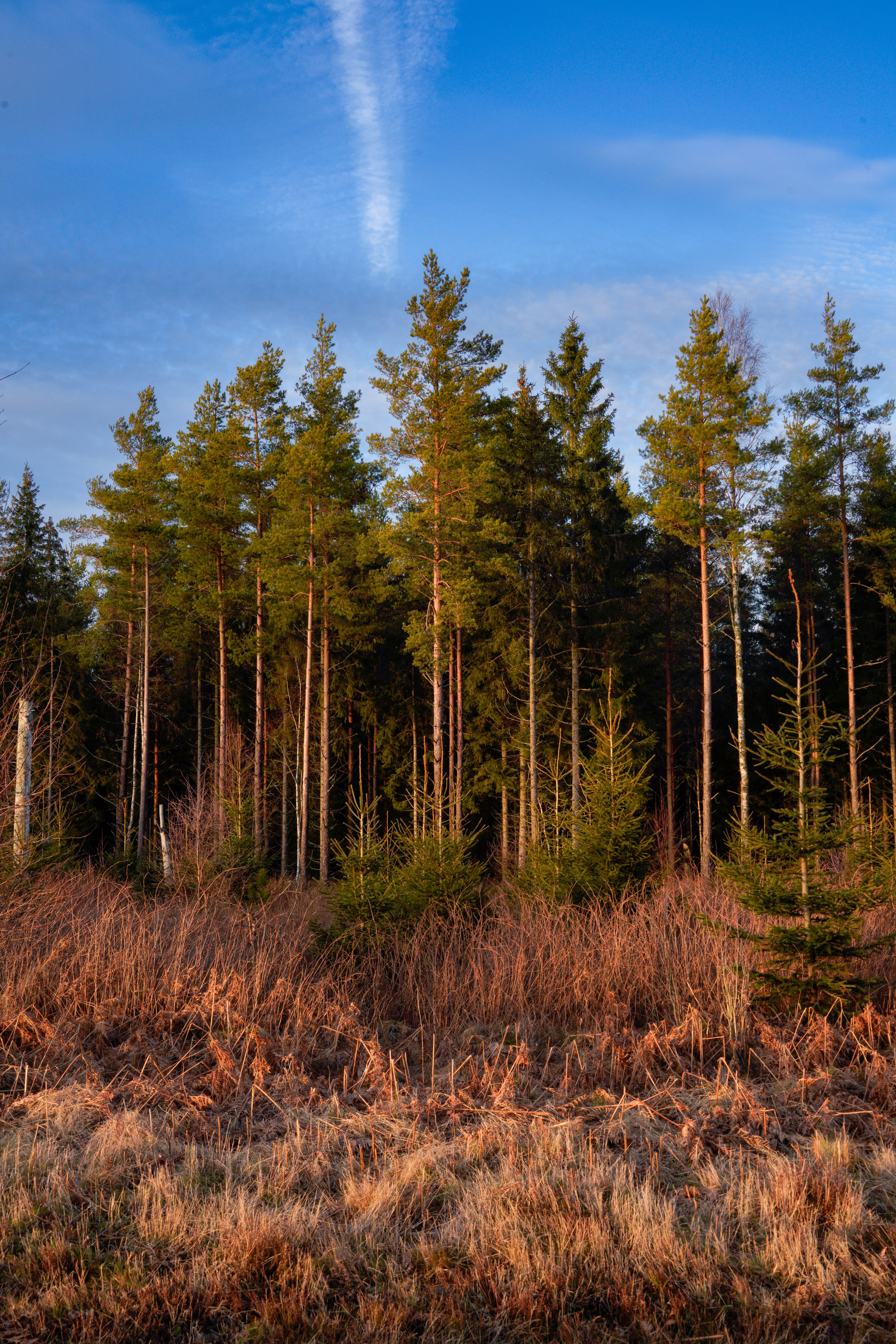 Tall Pine Trees in Autumn Forest Scene · Free Stock Photo