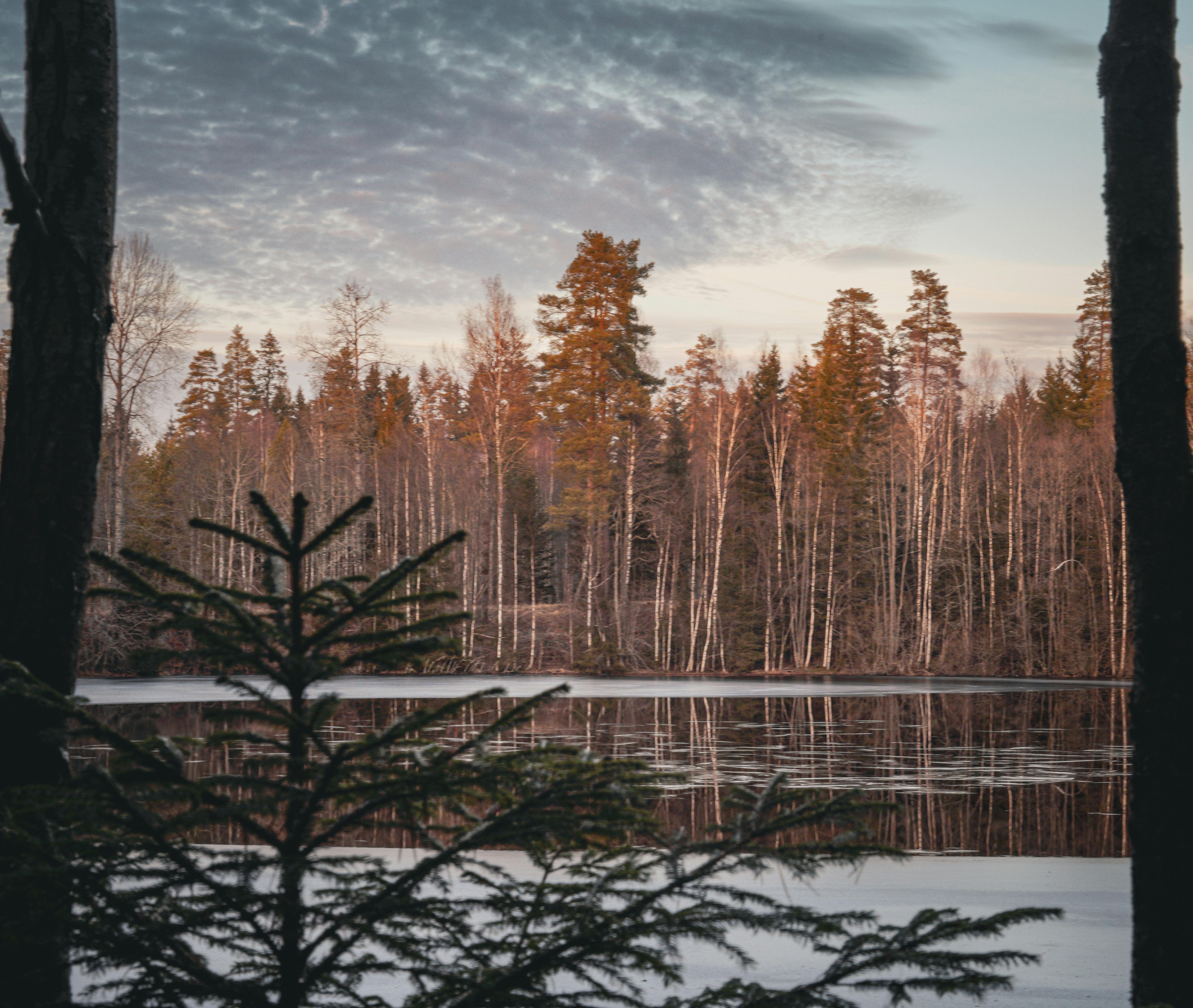 Bosque Boreal Photos, Download The BEST Free Bosque Boreal Stock Photos & HD Images