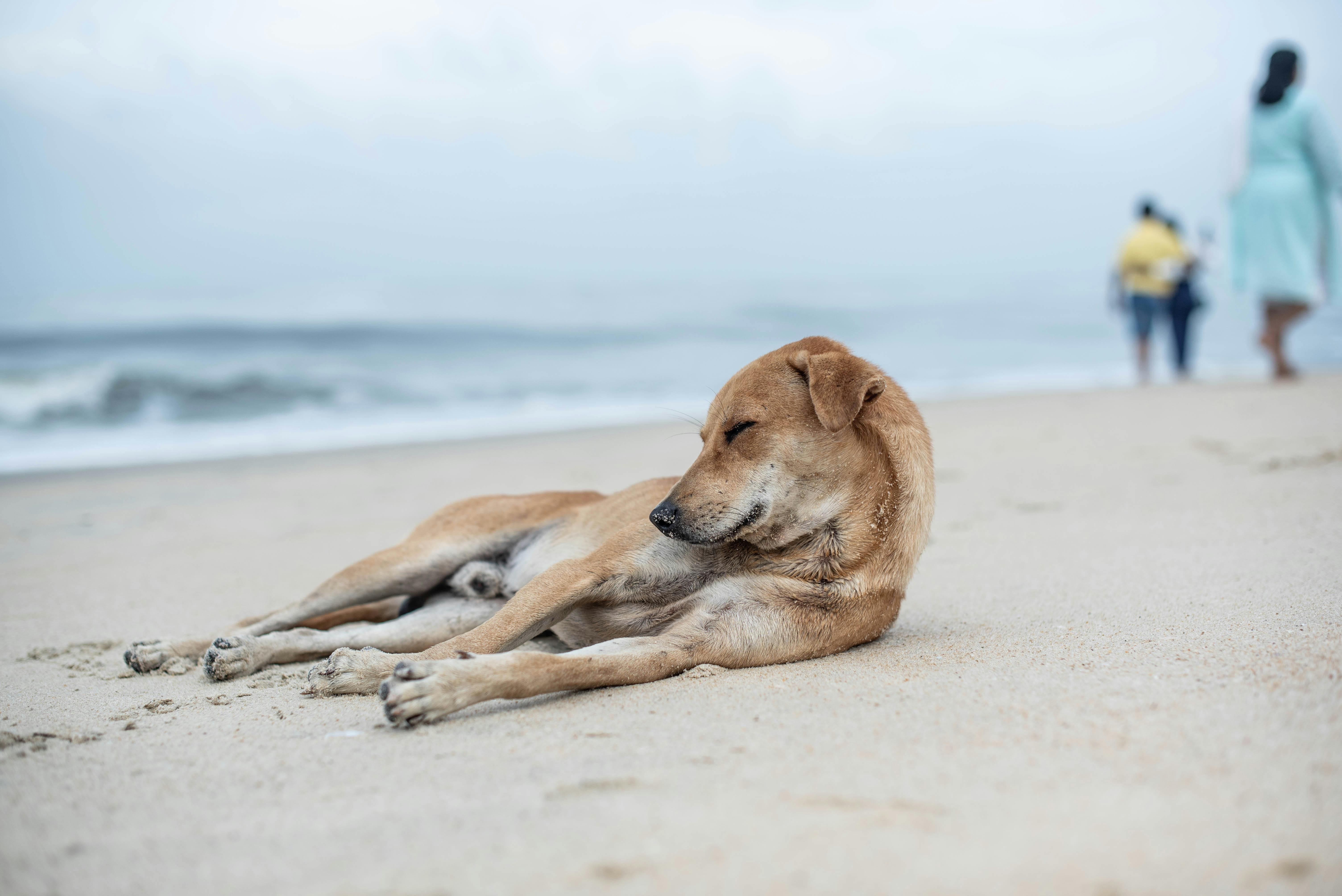 Relaxing Beach Day with a Resting Dog · Free Stock Photo