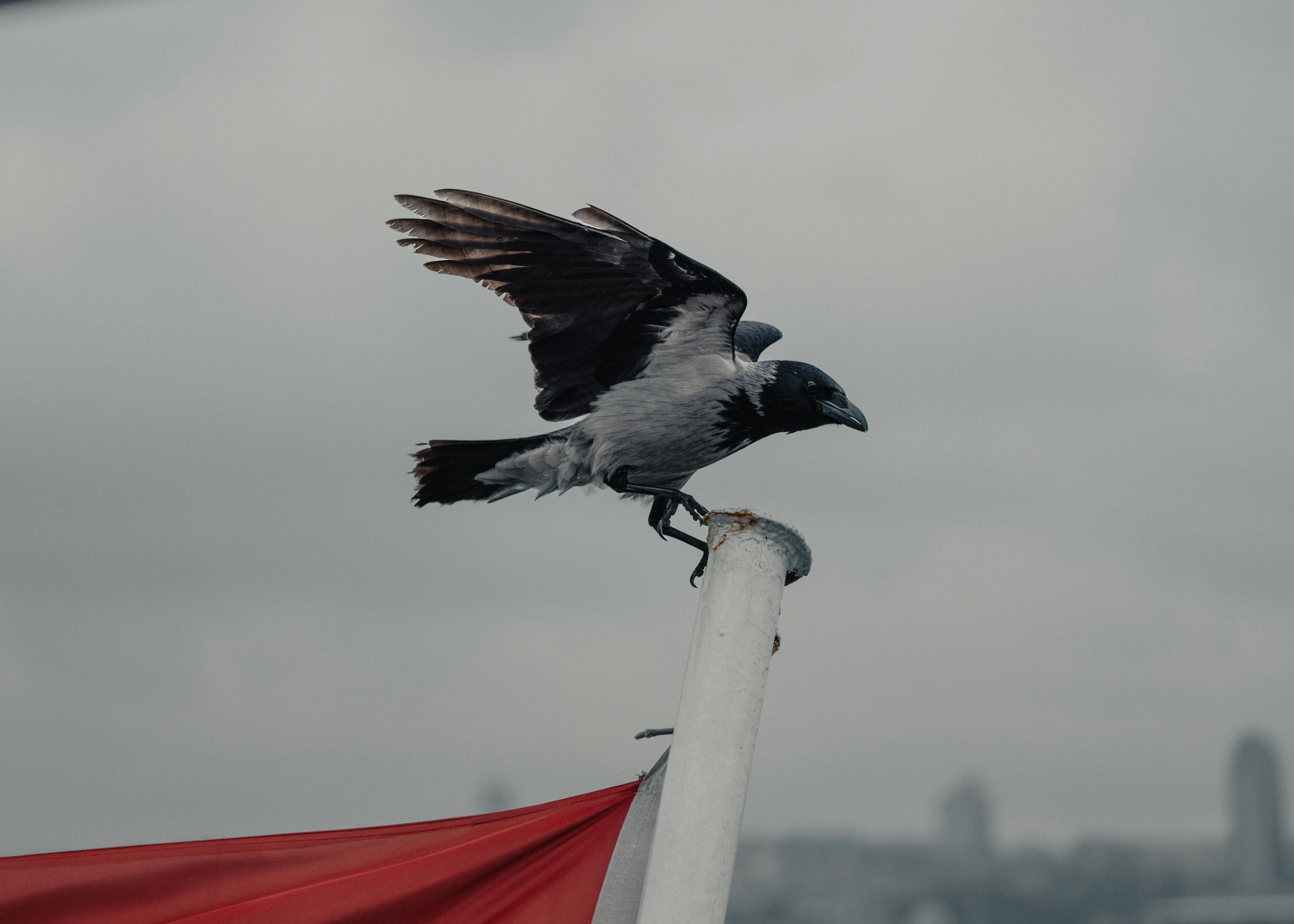 Dramatic Crow in Flight with Istanbul's Moody Sky · Free Stock Photo
