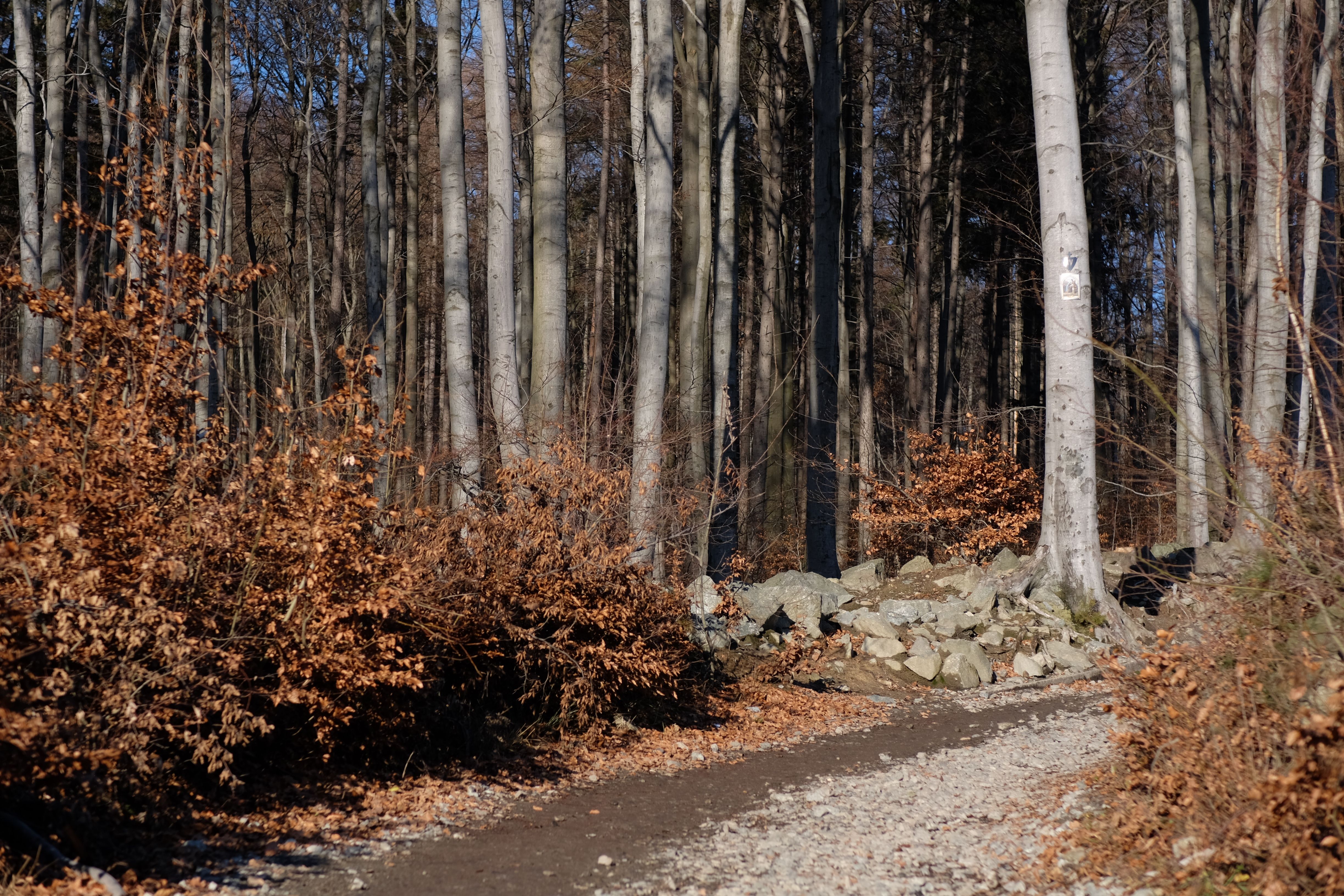 Serene Forest Path in Autumn Colors · Free Stock Photo