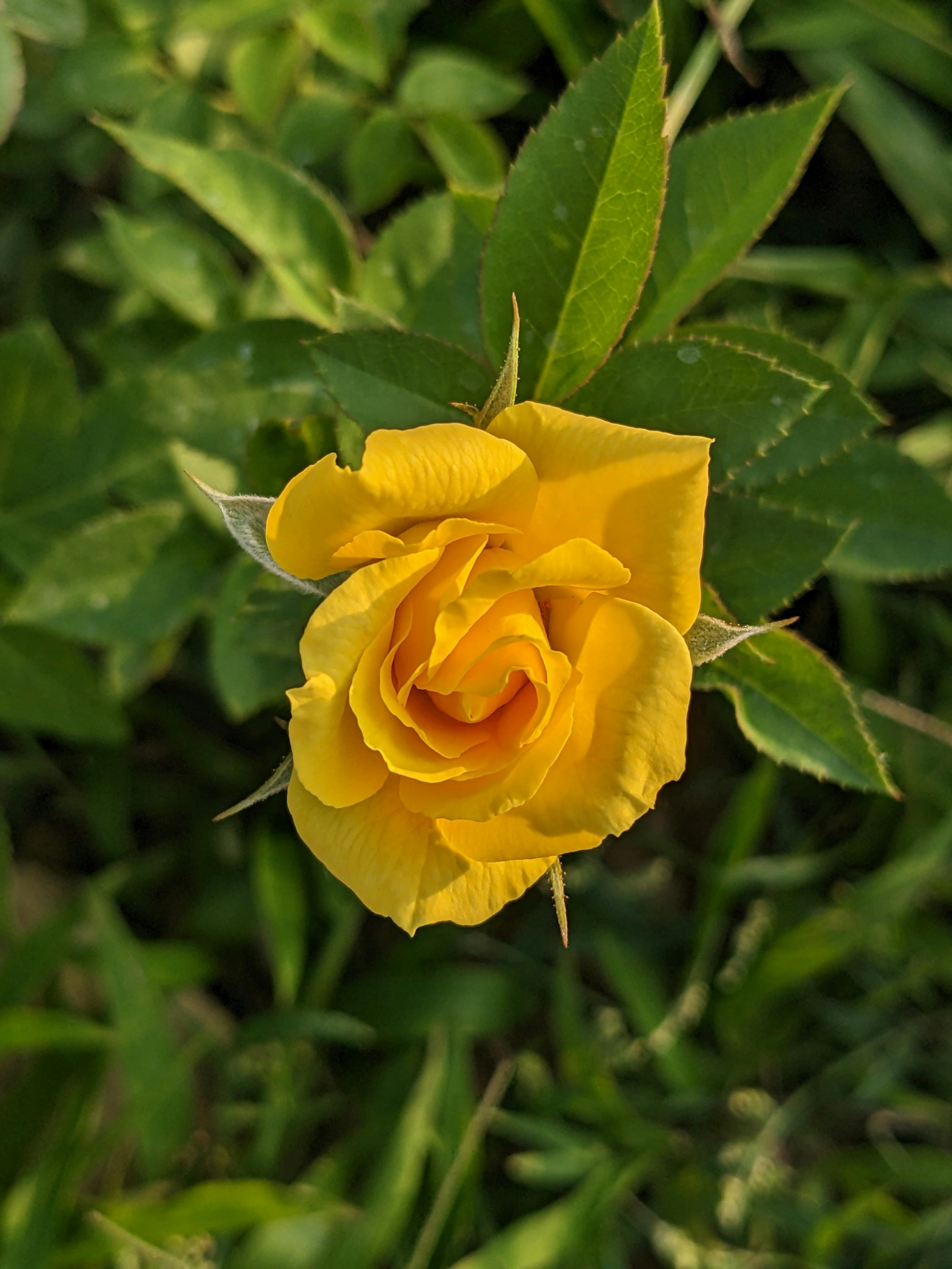 Close-up of a Vibrant Yellow Rose Blossom Outdoors · Free Stock Photo
