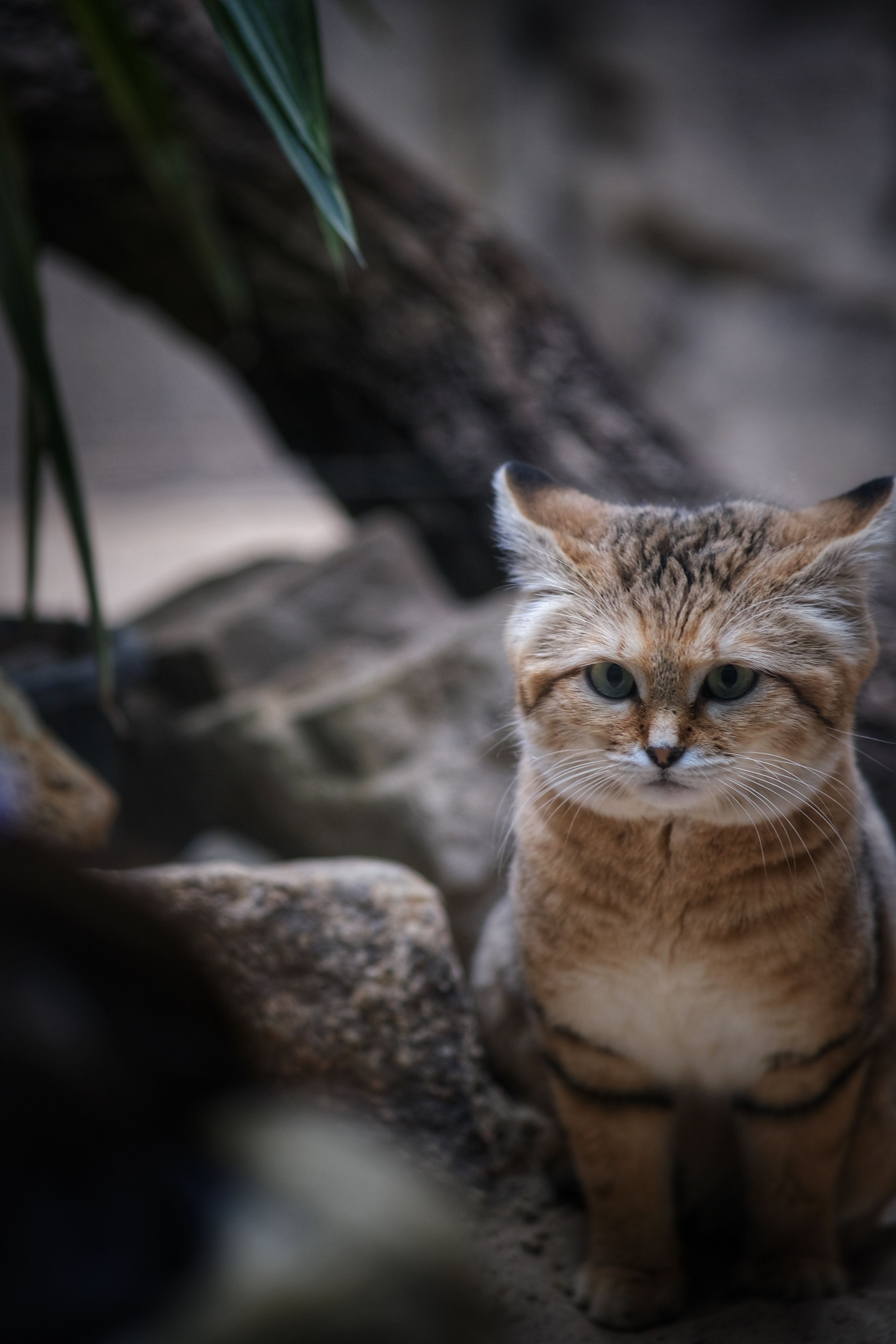 Cat Sute Photos, Download The BEST Free Cat Sute Stock Photos & HD Images