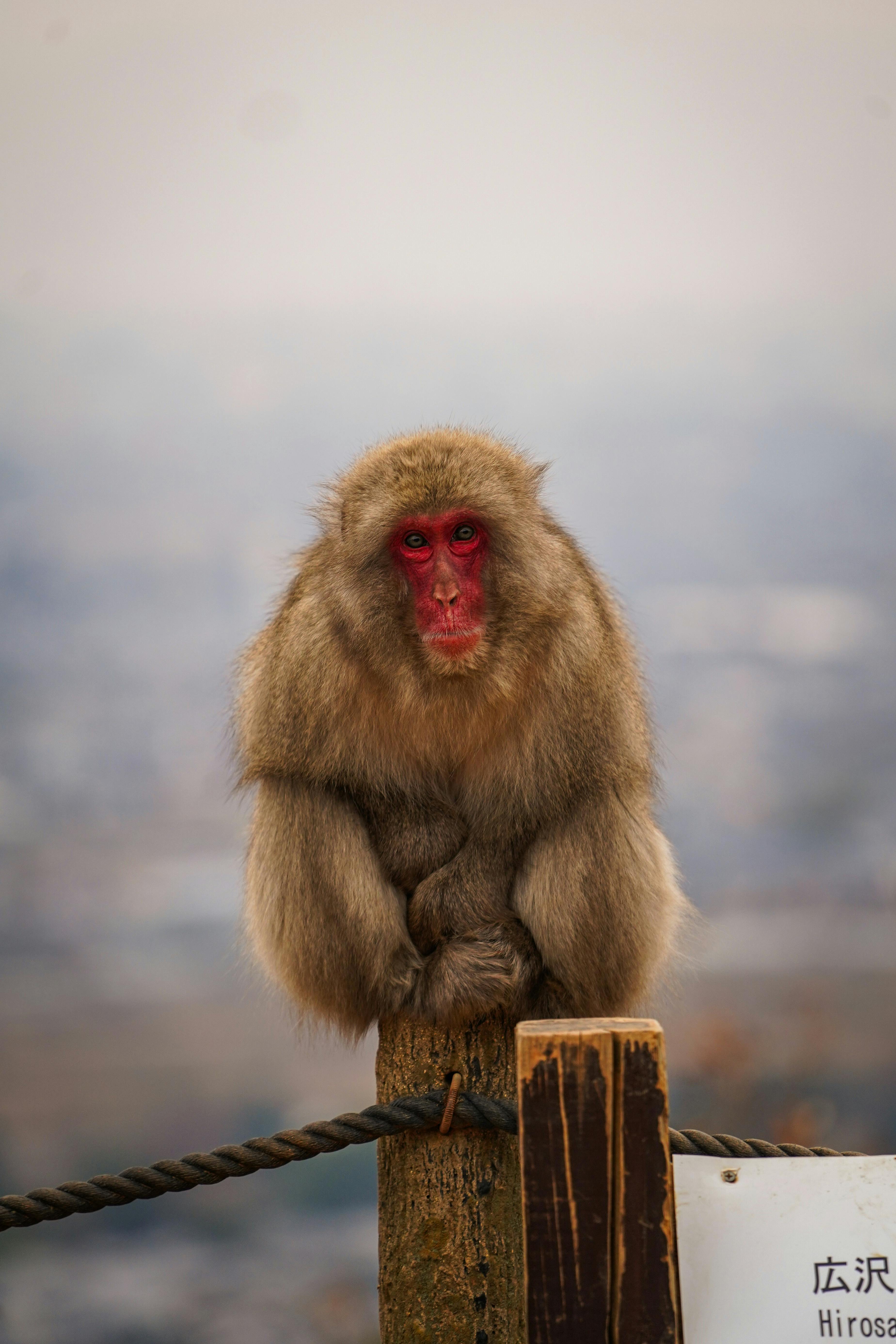 Japanese Macaque Monkey in Kyoto, Japan · Free Stock Photo