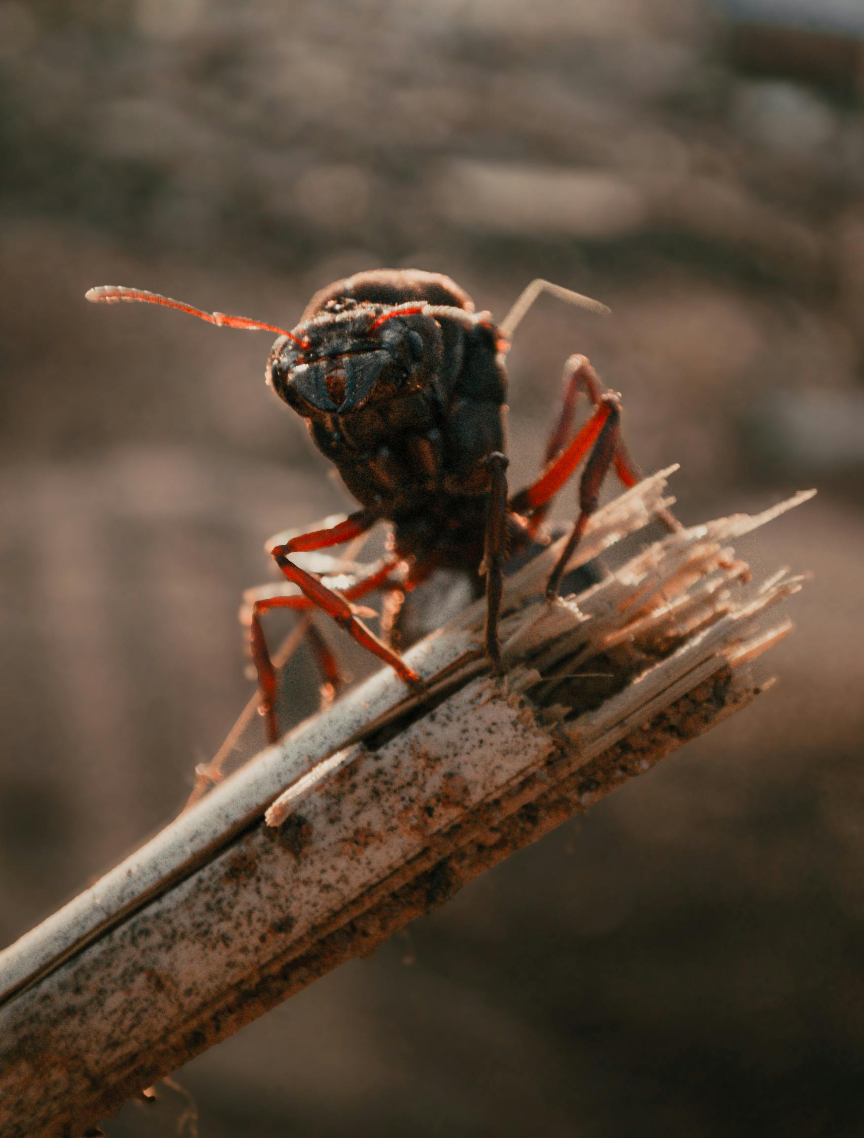 Macro Shot of an Ant Climbing on a Stick · Free Stock Photo
