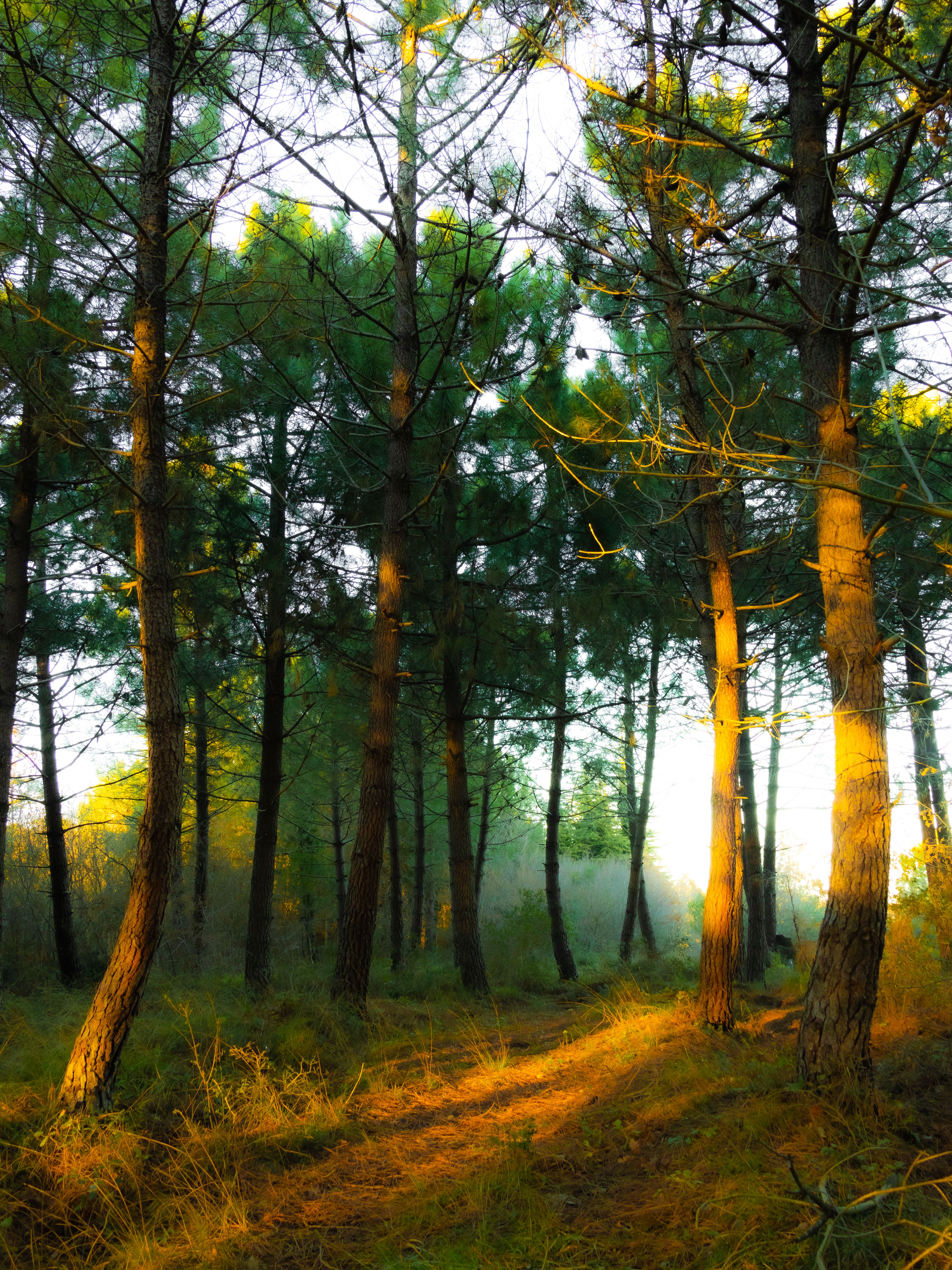 Camino Iluminado Por El Sol A Través De Un Bosque Tranquilo · Foto de ...