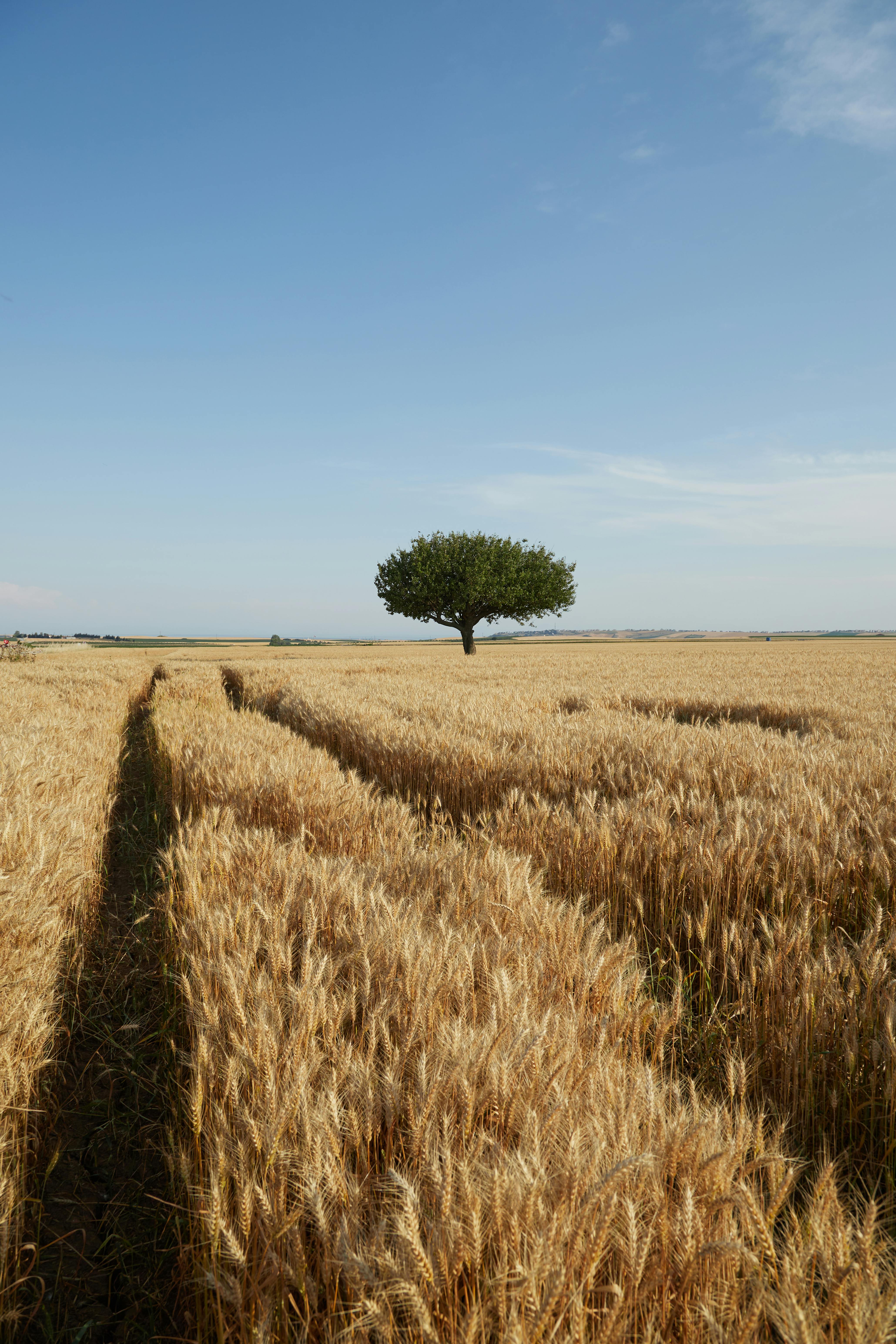 Lonely Tree in Golden Wheat Field at Sunset · Free Stock Photo
