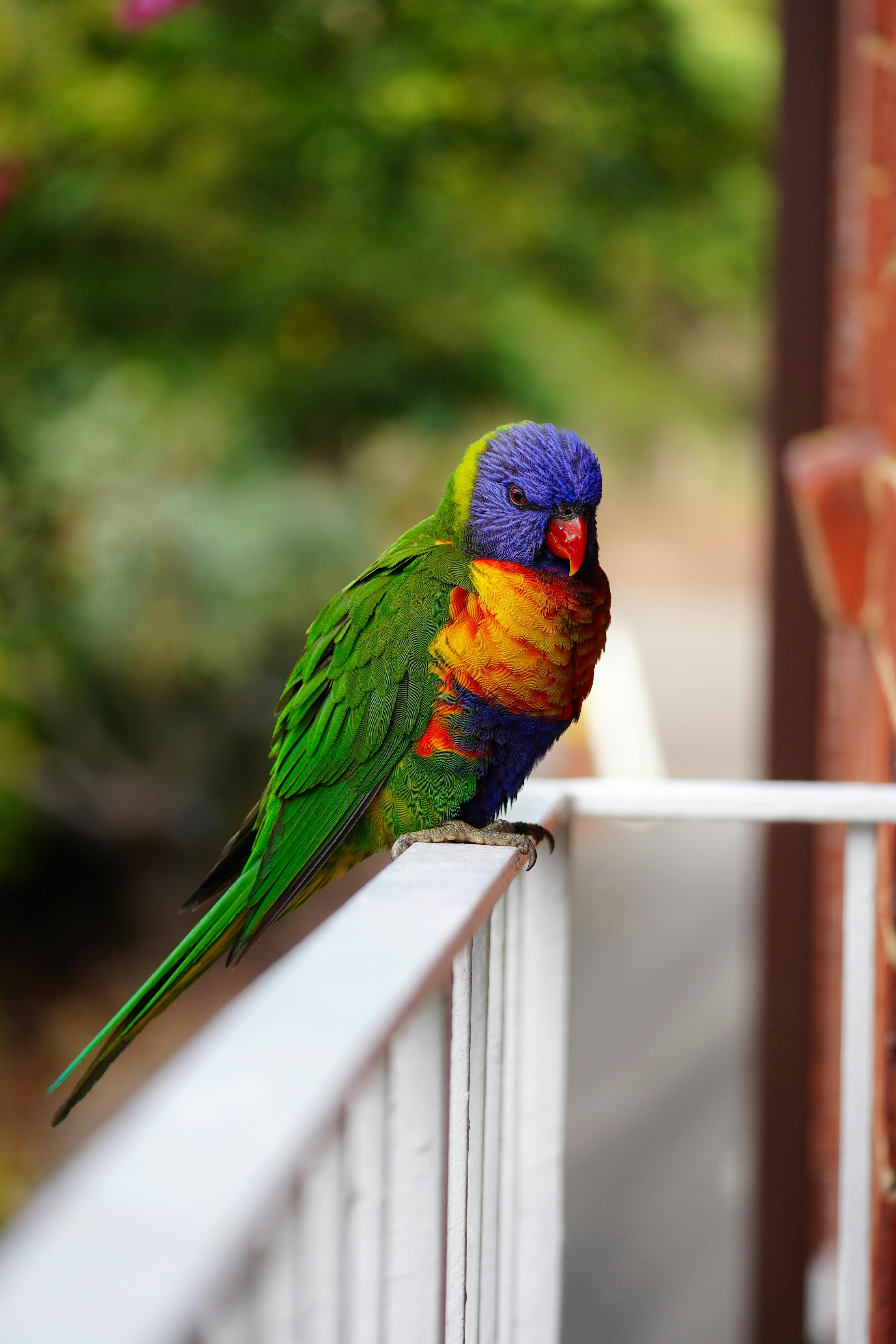 Greenery Background Photos, Download The BEST Free Greenery Background ...