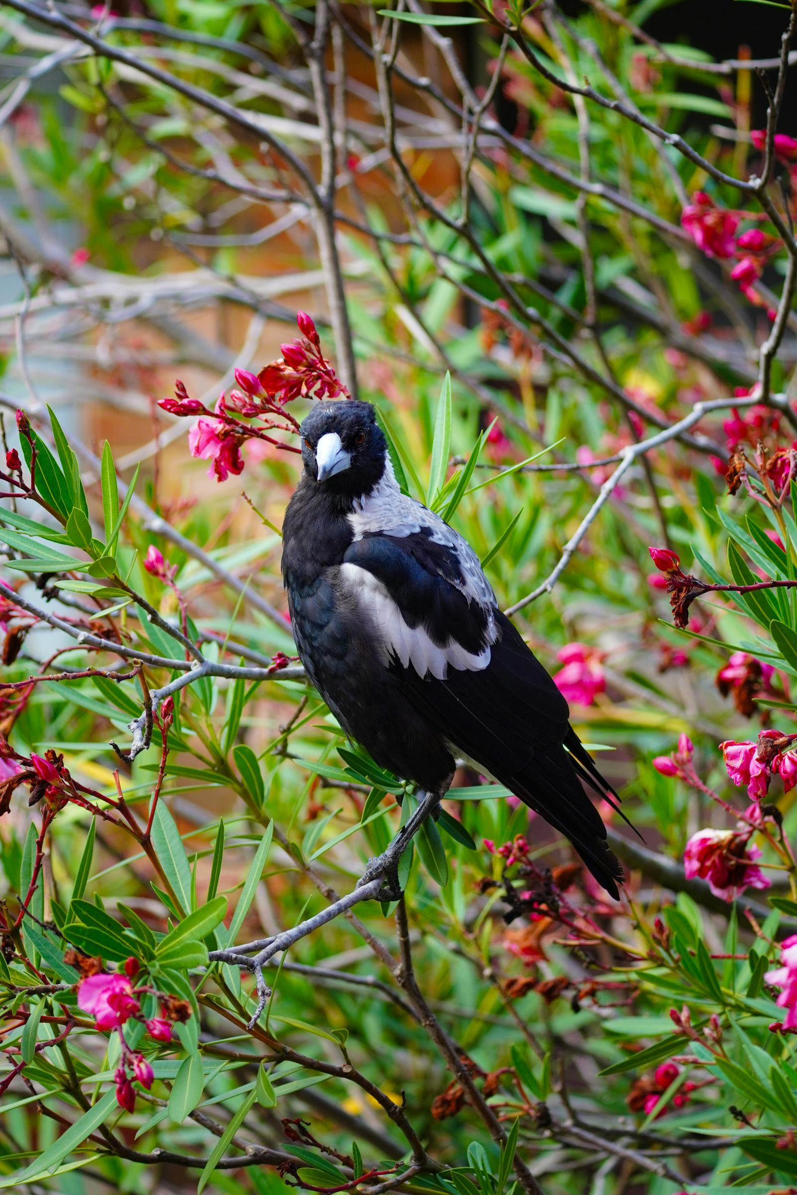 Magpie Photos, Download The BEST Free Magpie Stock Photos & HD Images