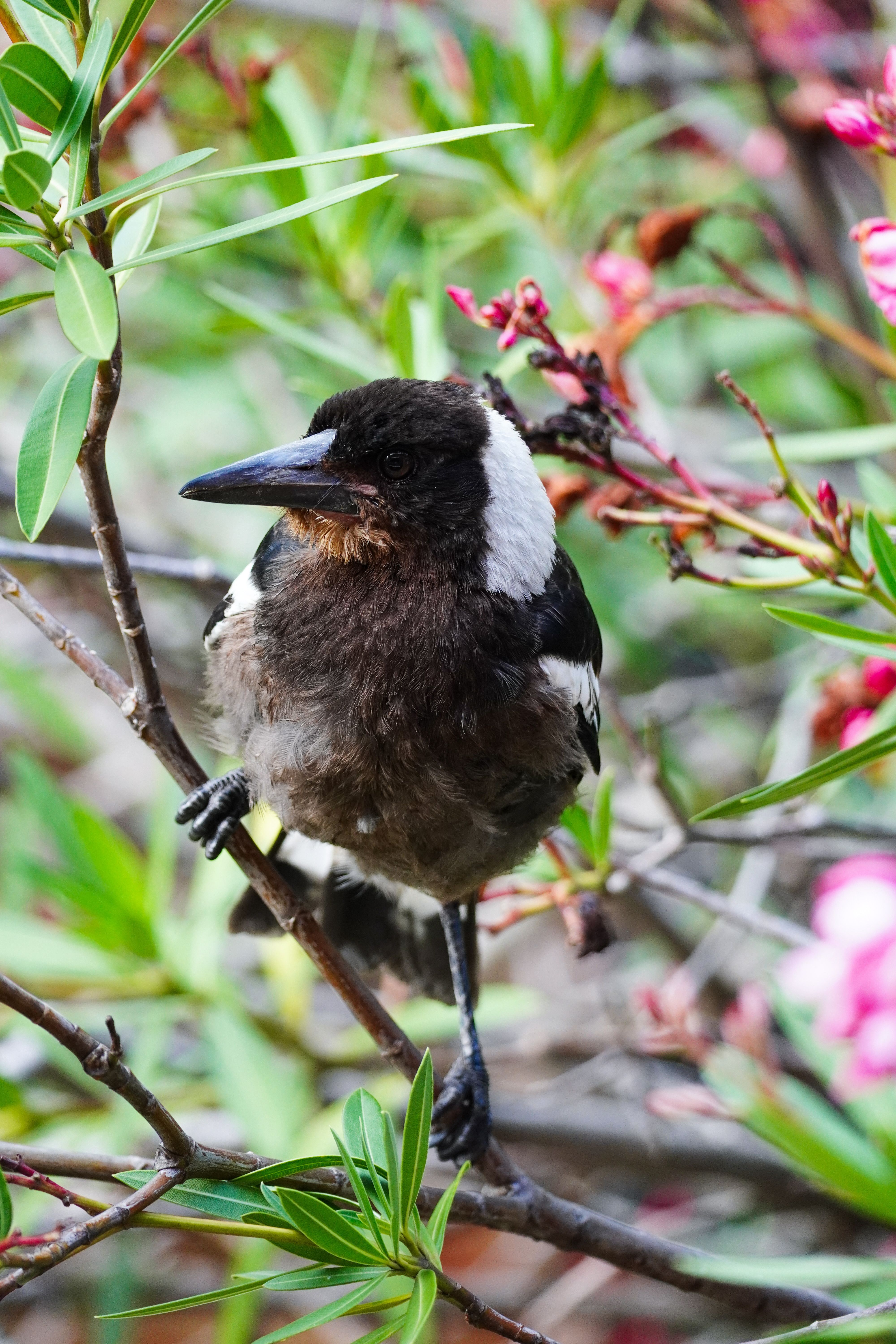 Close Up Burung Magpie Bertengger Di Cabang Yang Sedang Mekar · Foto ...
