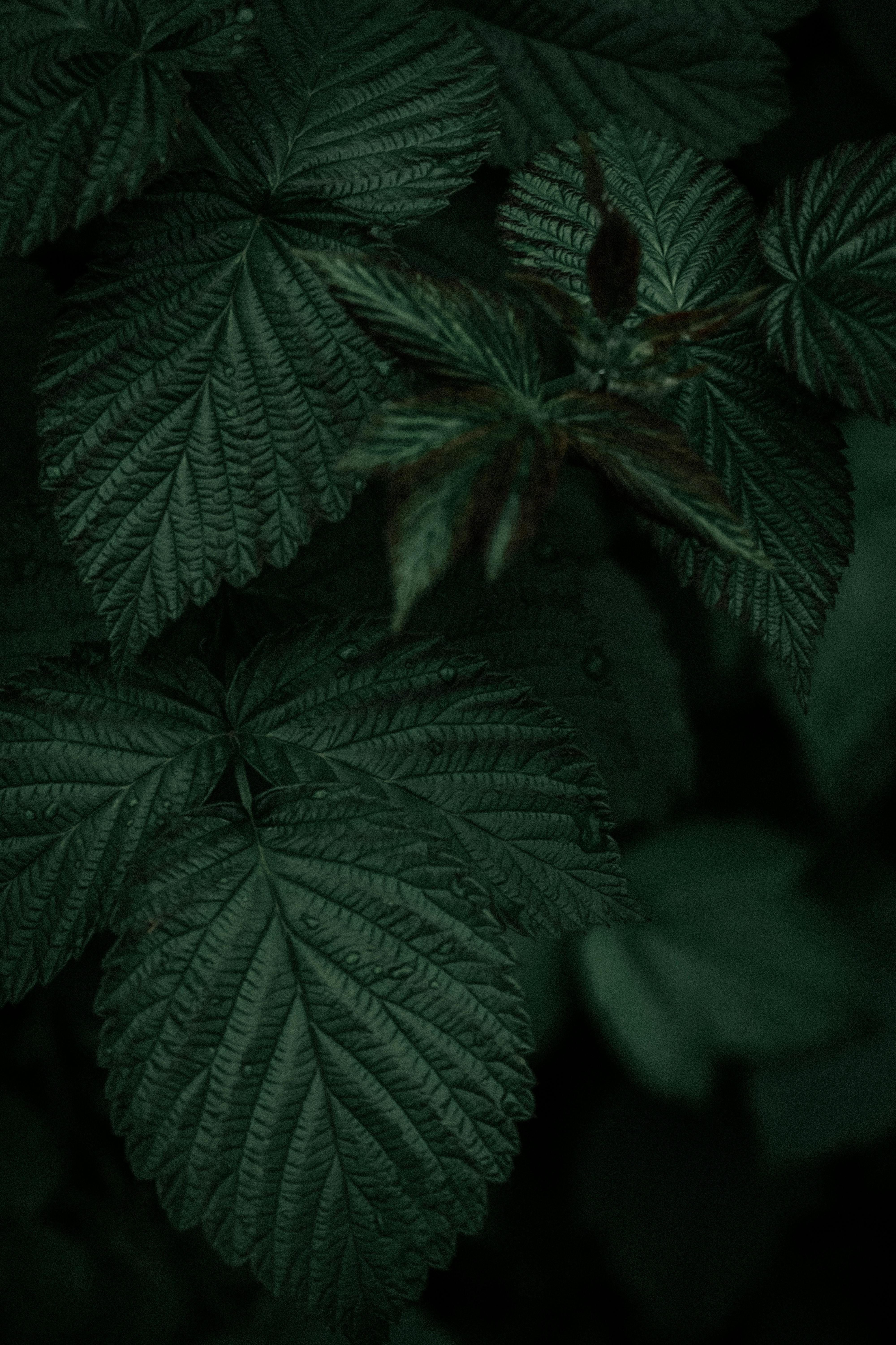 Close-up of Lush Green Raspberry Leaves · Free Stock Photo