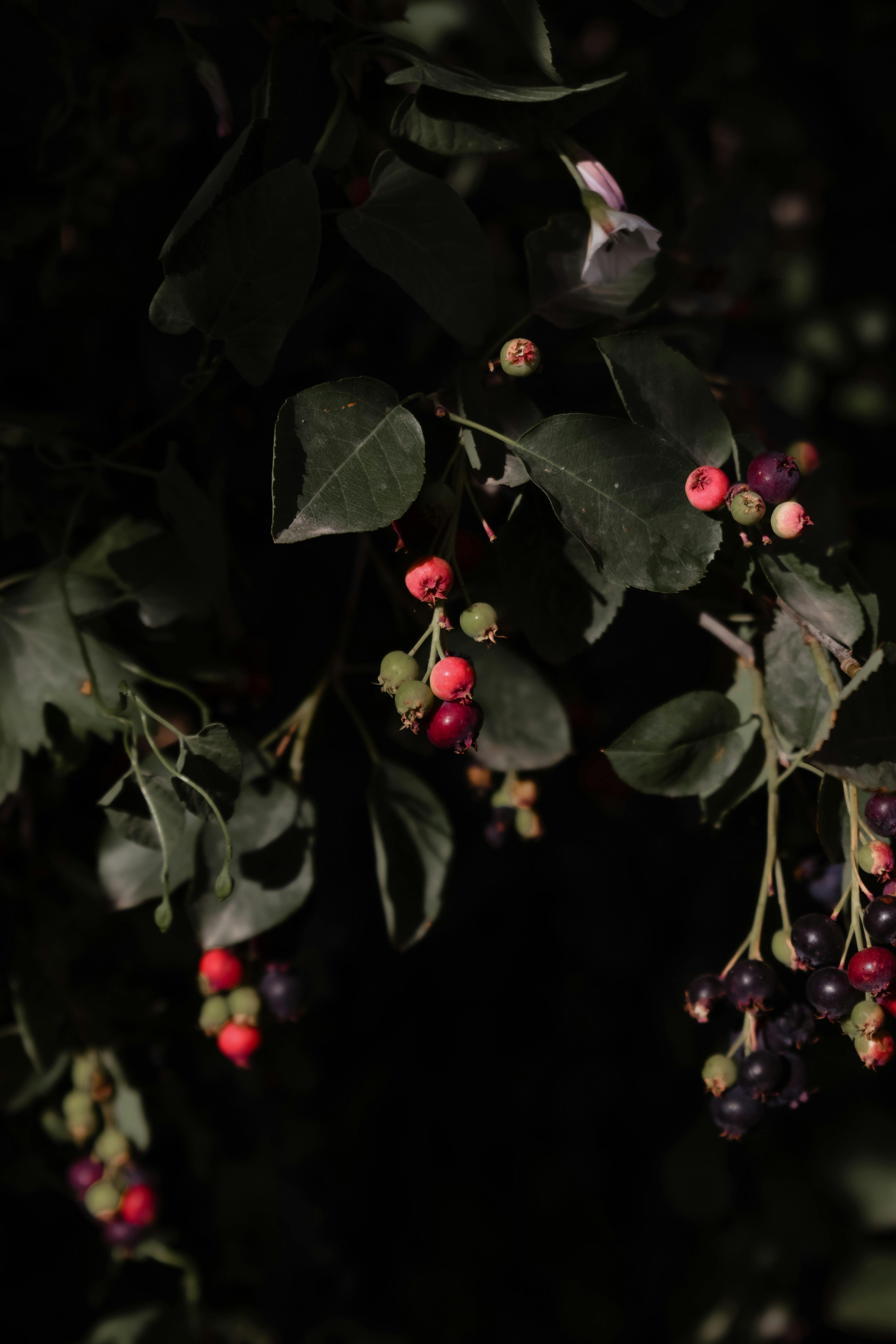 Bayas Oscuras Y Melancólicas En Una Rama Frondosa · Foto de stock gratuita