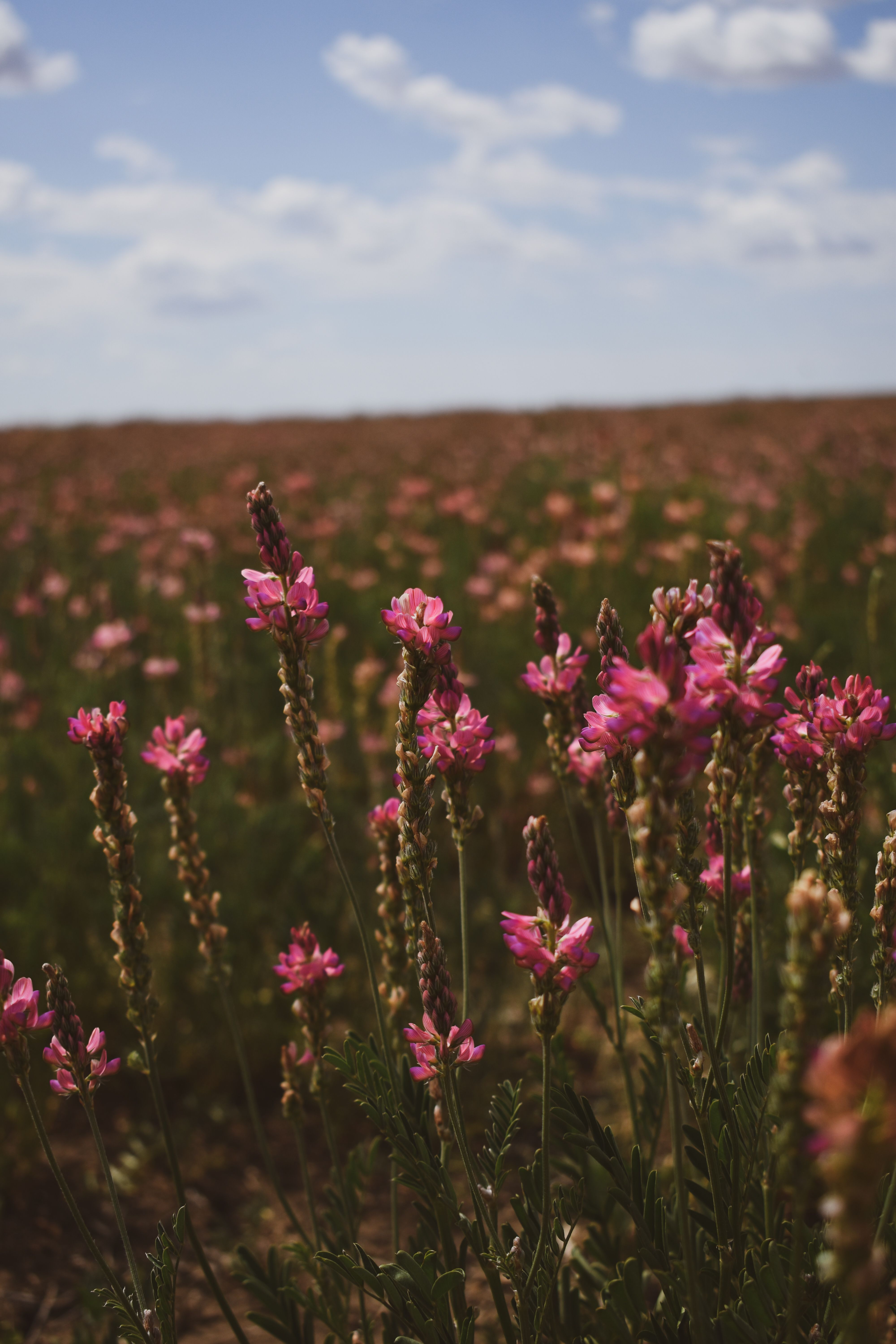 Blooming Pink Wildflowers in Open Field · Free Stock Photo