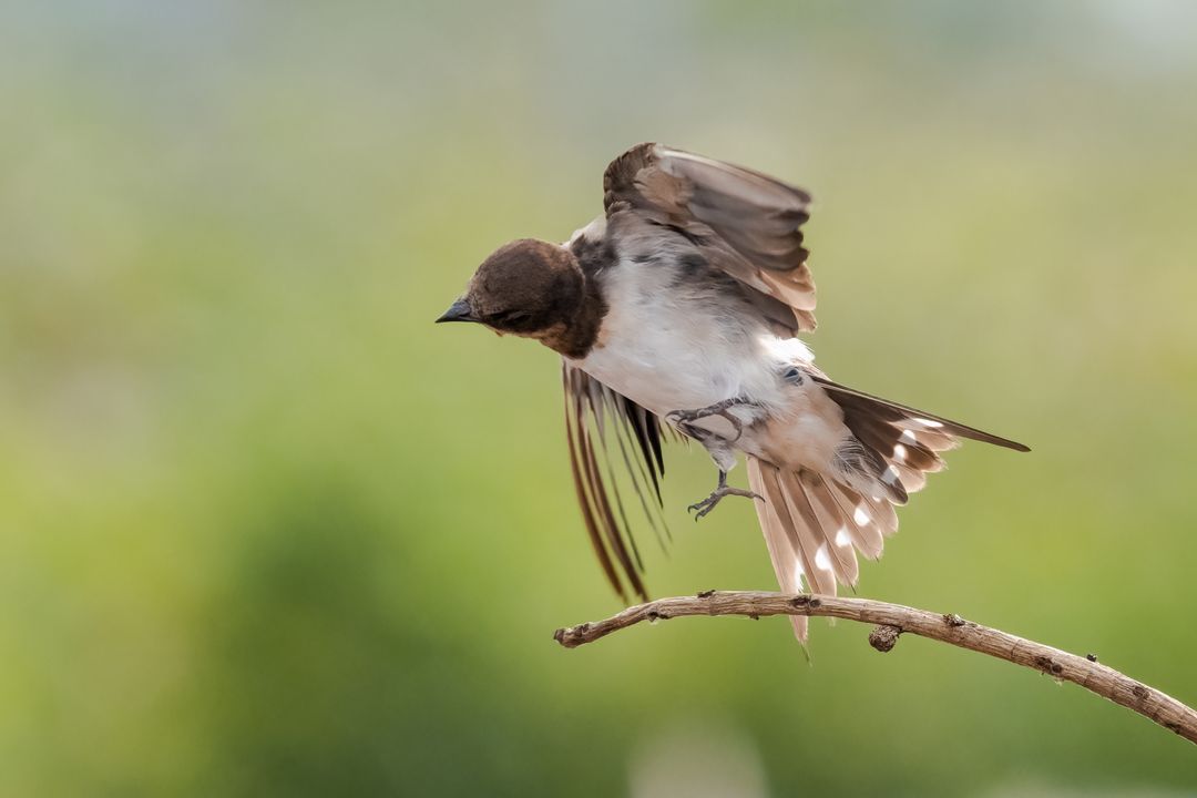 Illinois Bird Identification: A Guide to Prairie State Birds