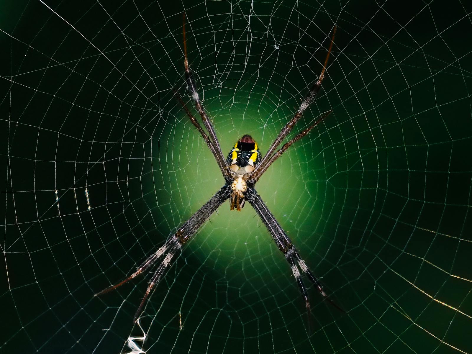 Web Cam Photos, Download The BEST Free Web Cam Stock Photos & HD Images