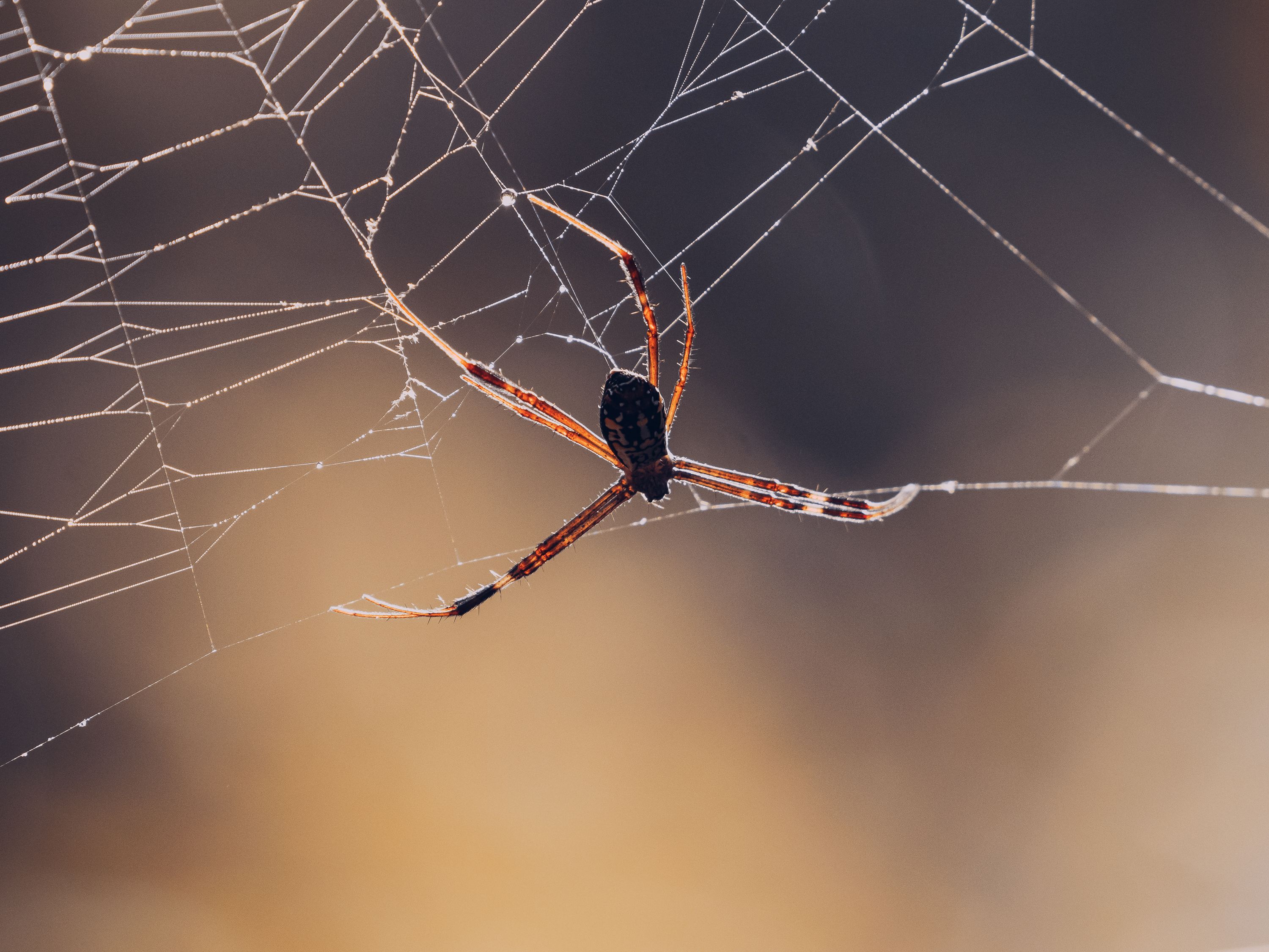 Close-Up of Spider on Intricate Web in Vietnam · Free Stock Photo
