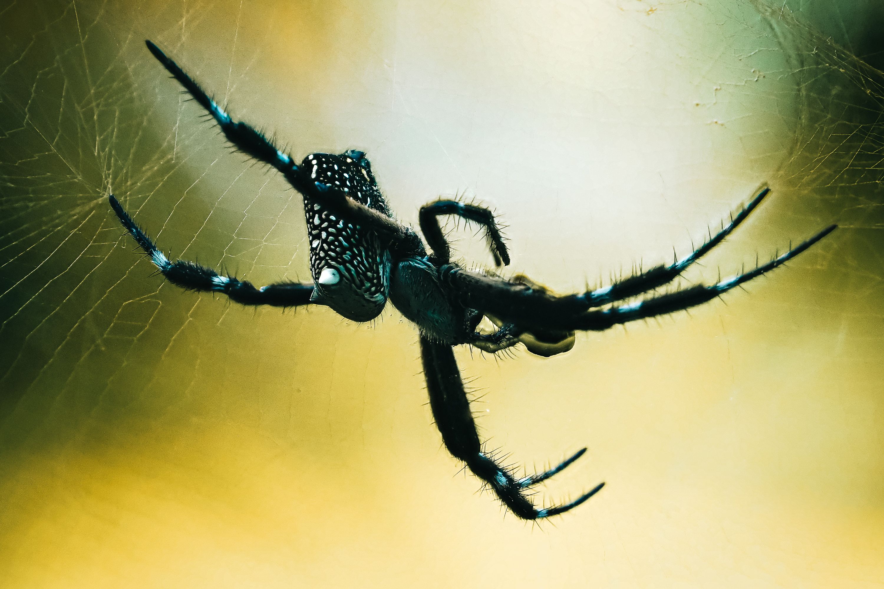 Australian Huntsman Spiders Photos, Download The BEST Free Australian ...