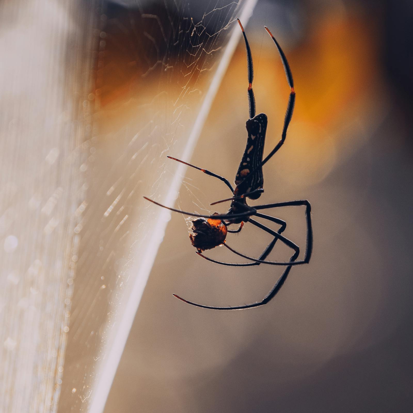 Orange Web Designers Photos, Download The BEST Free Orange Web ...