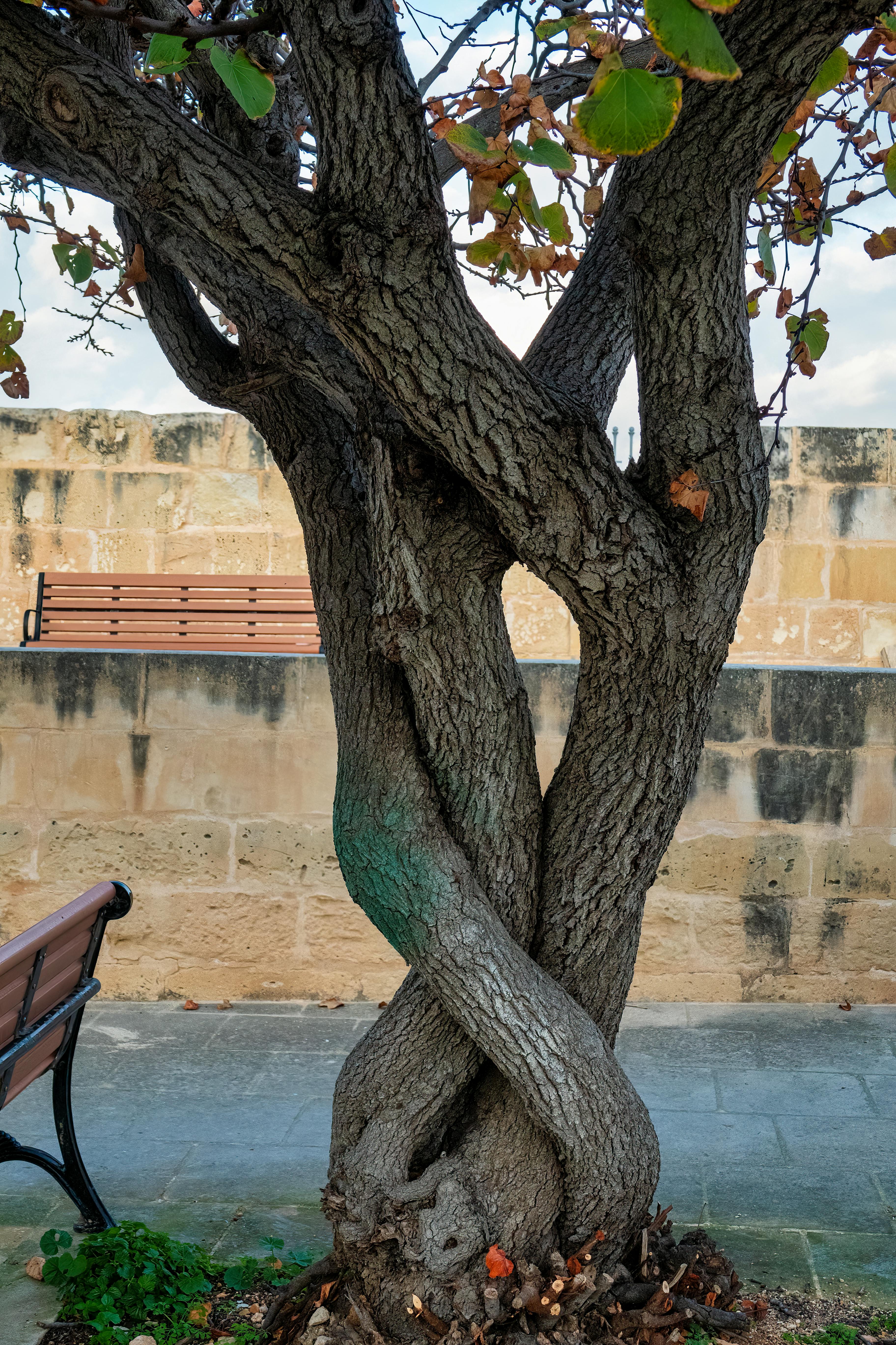 Twisted Trunk Trees in Maltese Park · Free Stock Photo