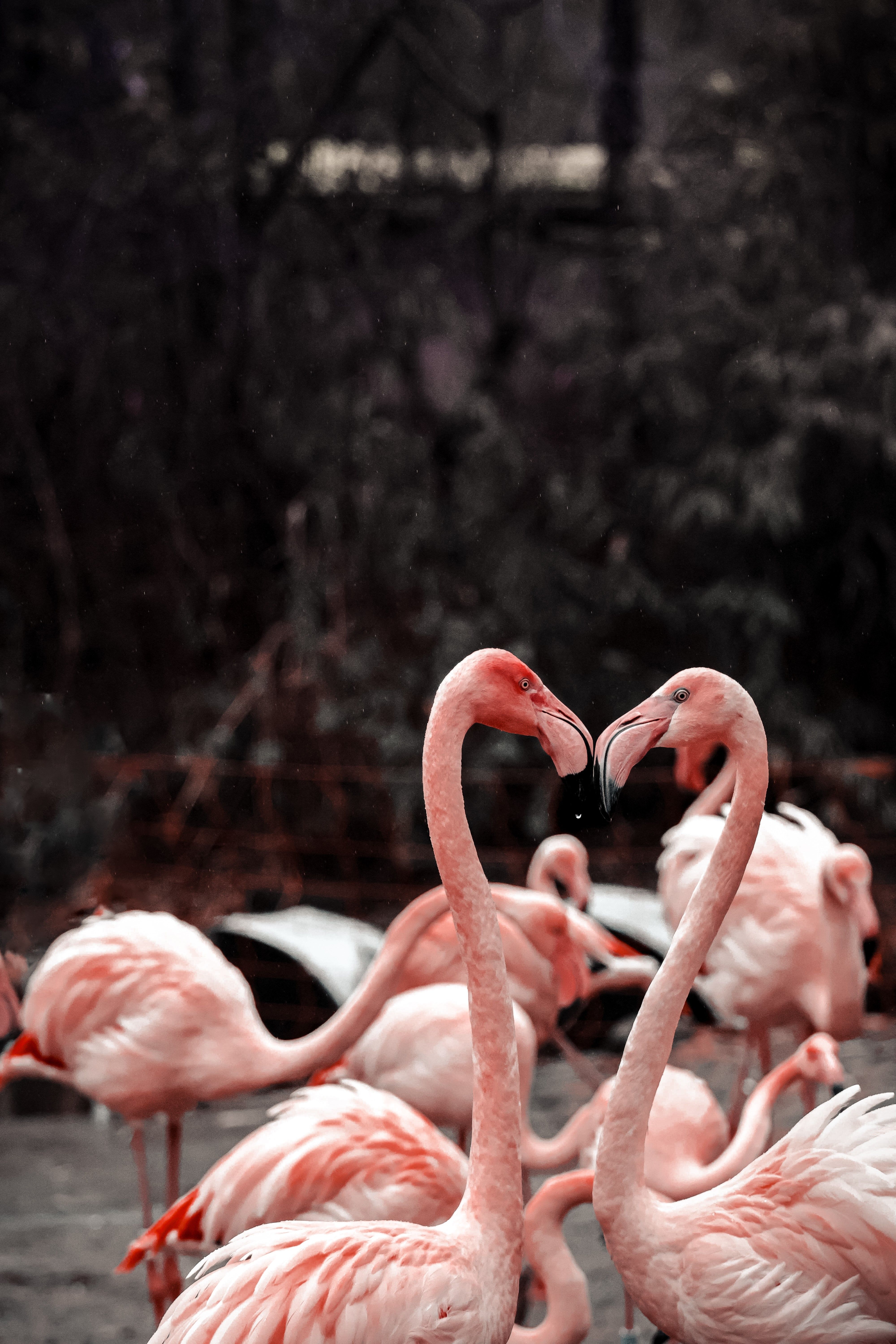 Graceful Flamingos in Heart Formation in Nature · Free Stock Photo
