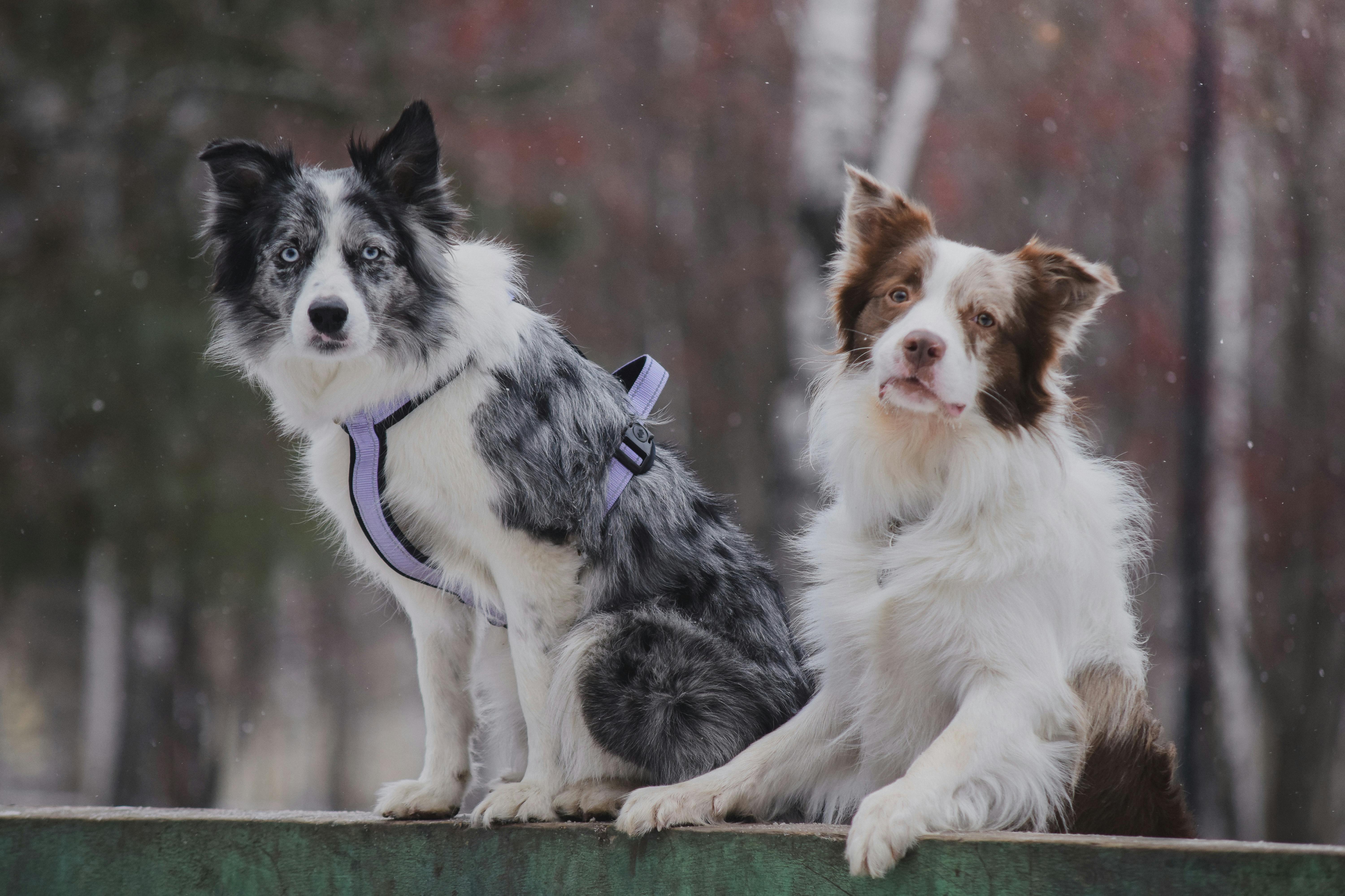 Two Border Collies Sitting on a Wooden Fence Outdoors · Free Stock Photo