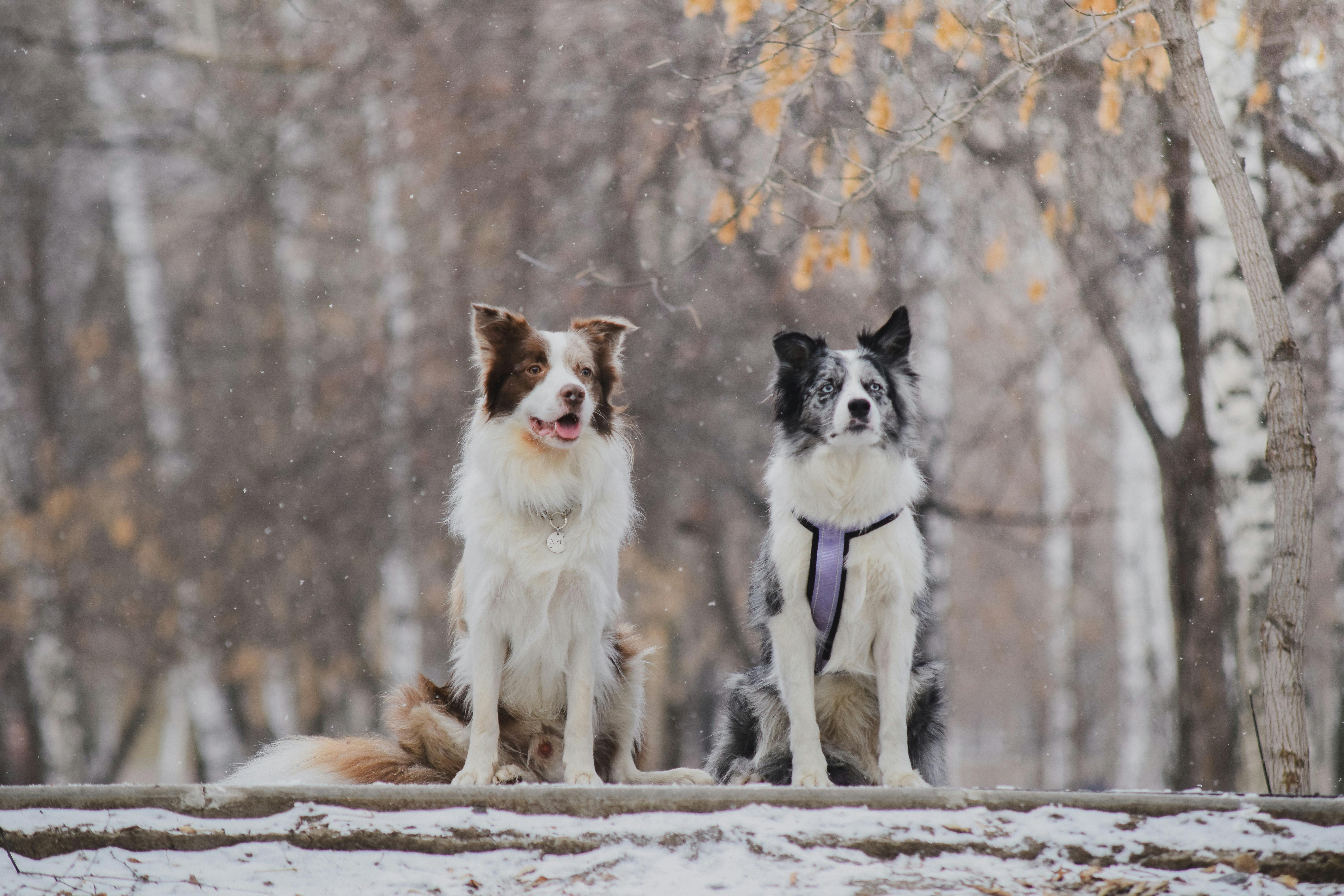 Two Border Collies in Winter Forest Landscape · Free Stock Photo