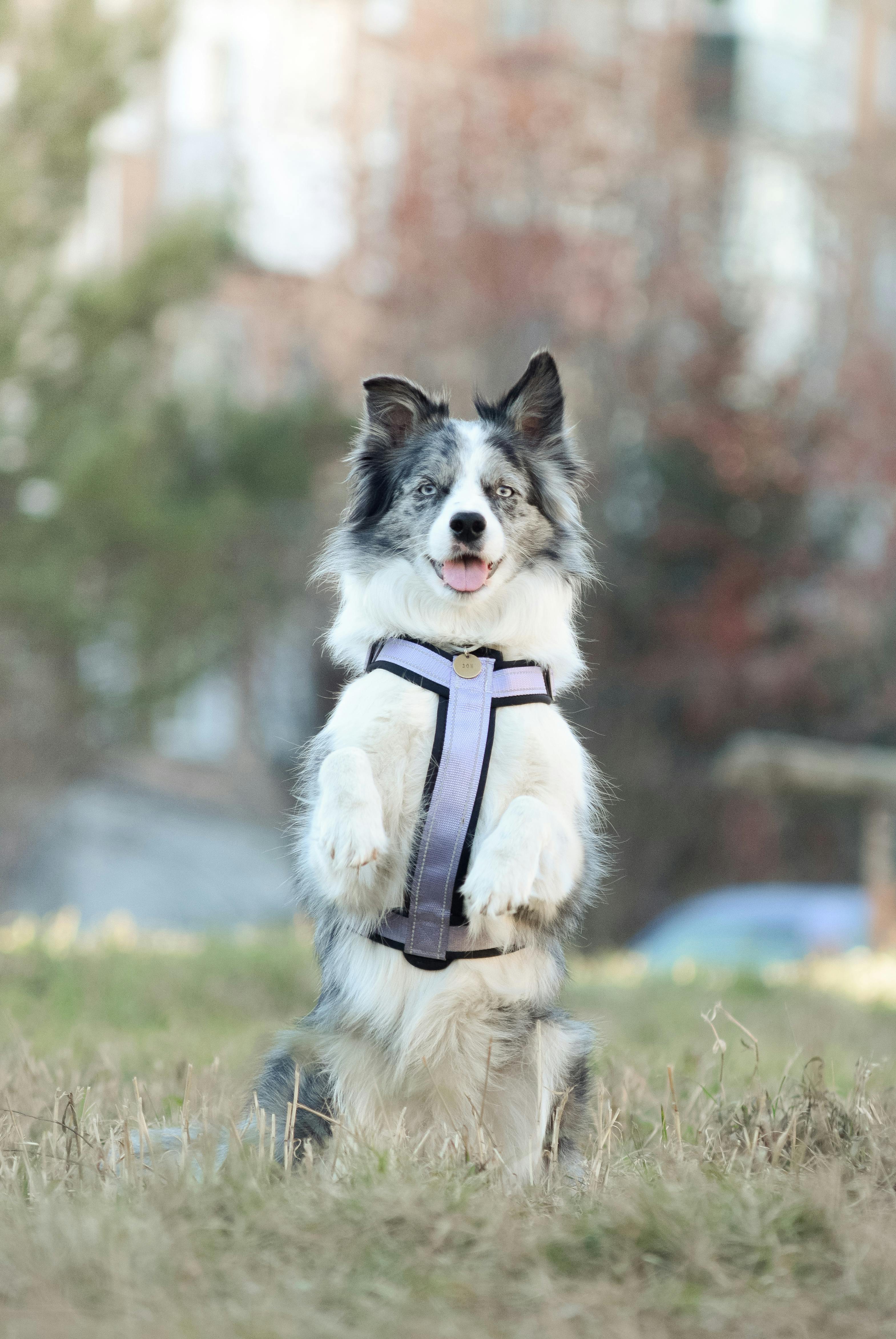 Playful Border Collie in Park Setting · Free Stock Photo