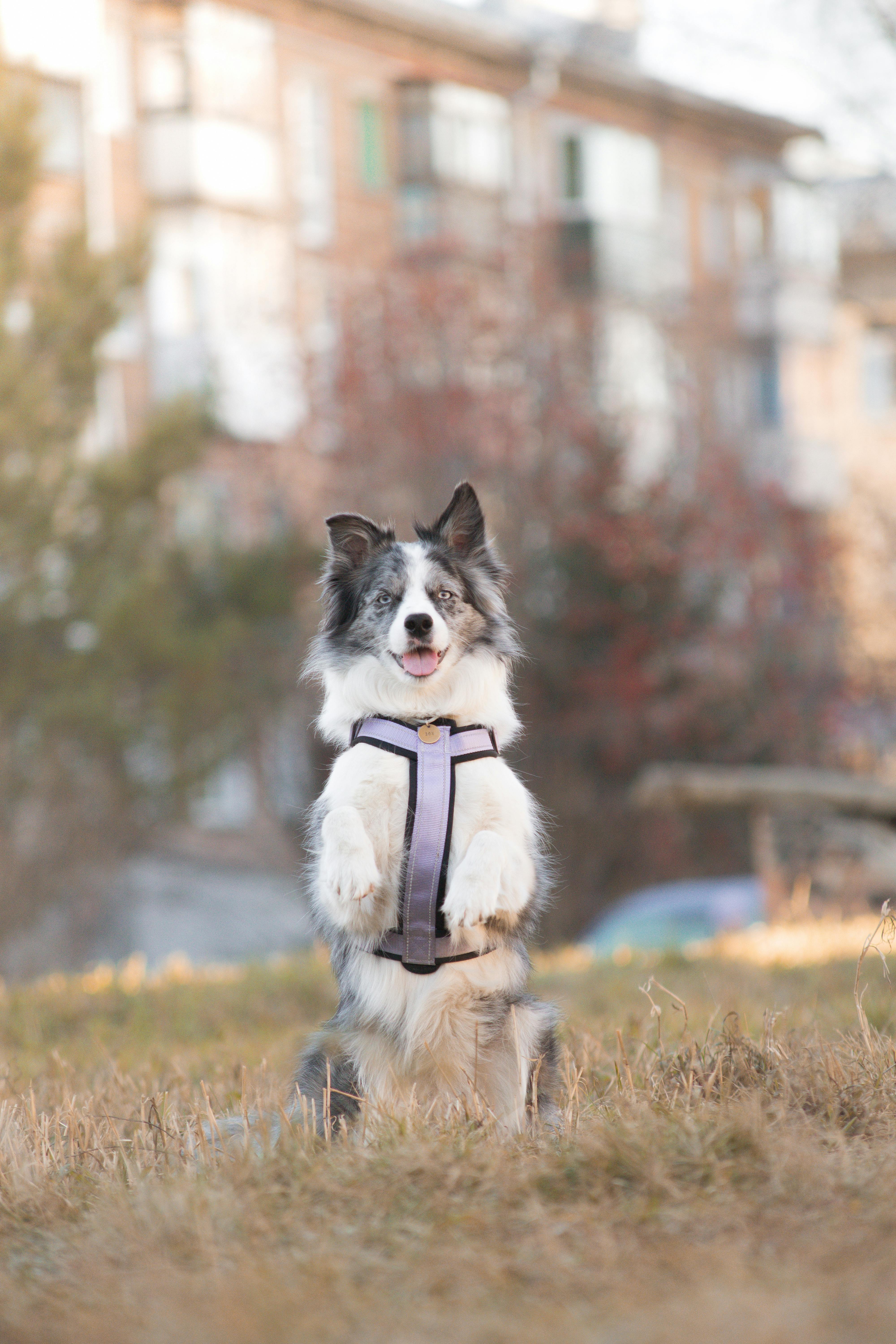 Playful Border Collie in Urban Park Setting · Free Stock Photo