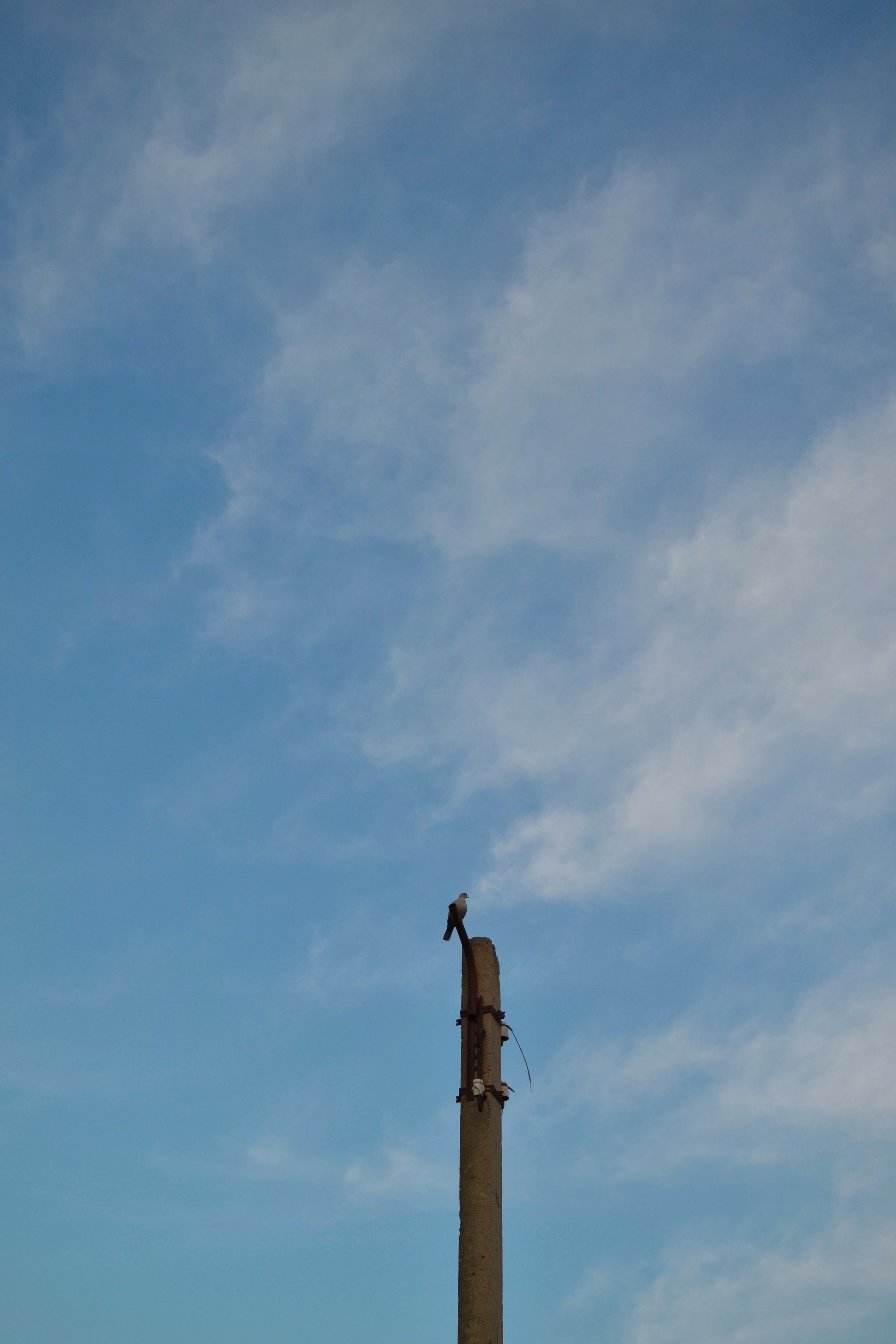 Bird Wide Angle Photos, Download The BEST Free Bird Wide Angle Stock ...