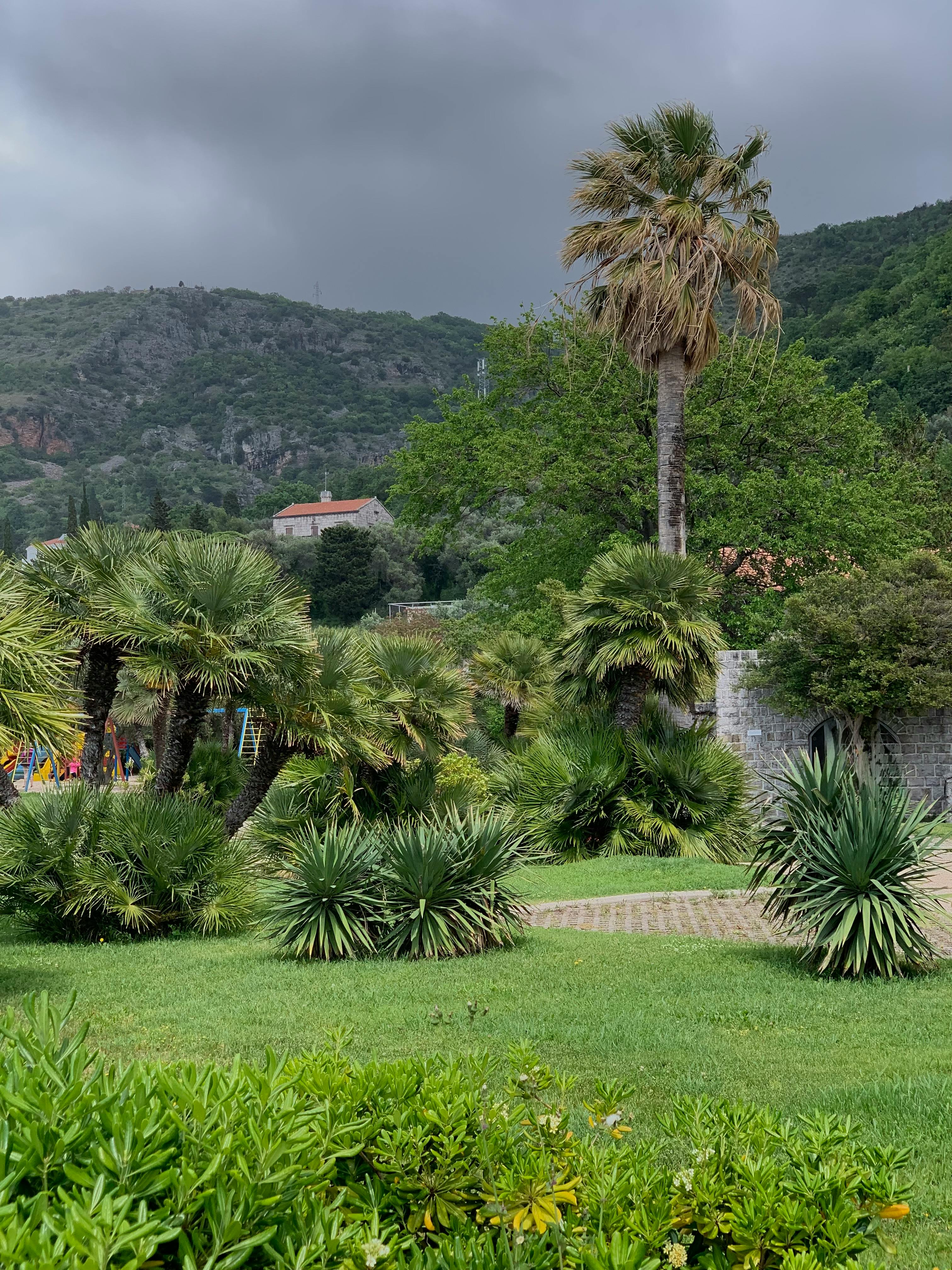 Thumbnail Palm Trees Photos, Download The BEST Free Thumbnail Palm ...