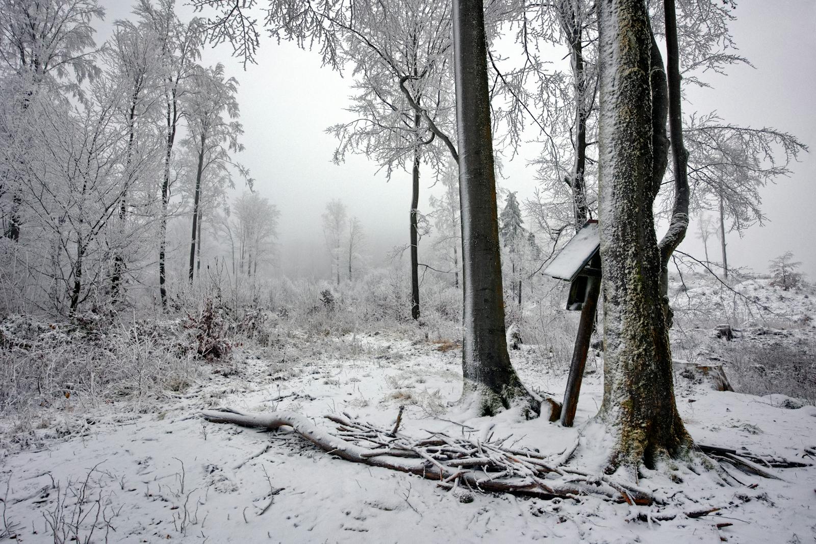 Fog Forest Photos, Download The BEST Free Fog Forest Stock Photos & HD ...