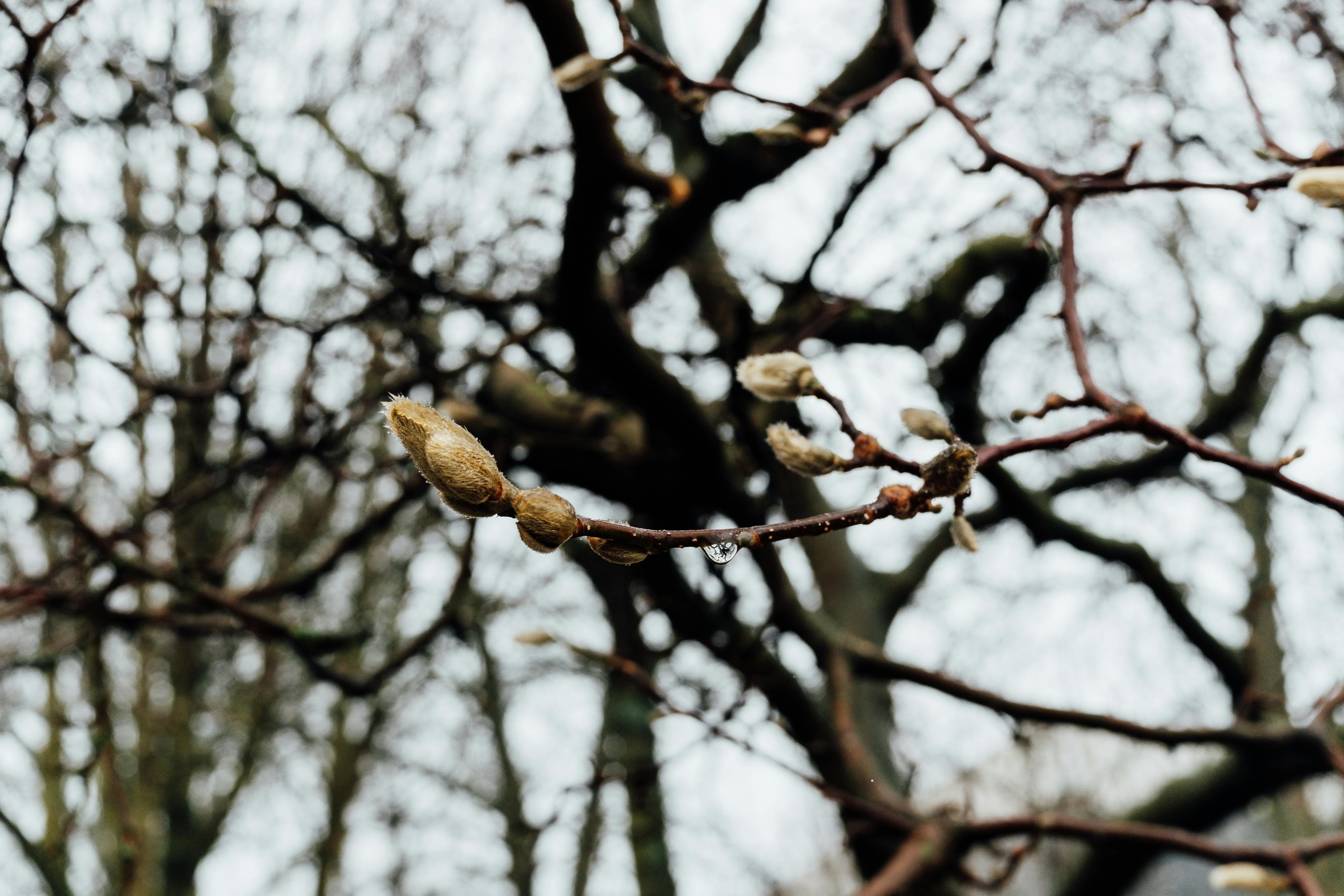 Macro of Magnolia Buds in Early Spring · Free Stock Photo