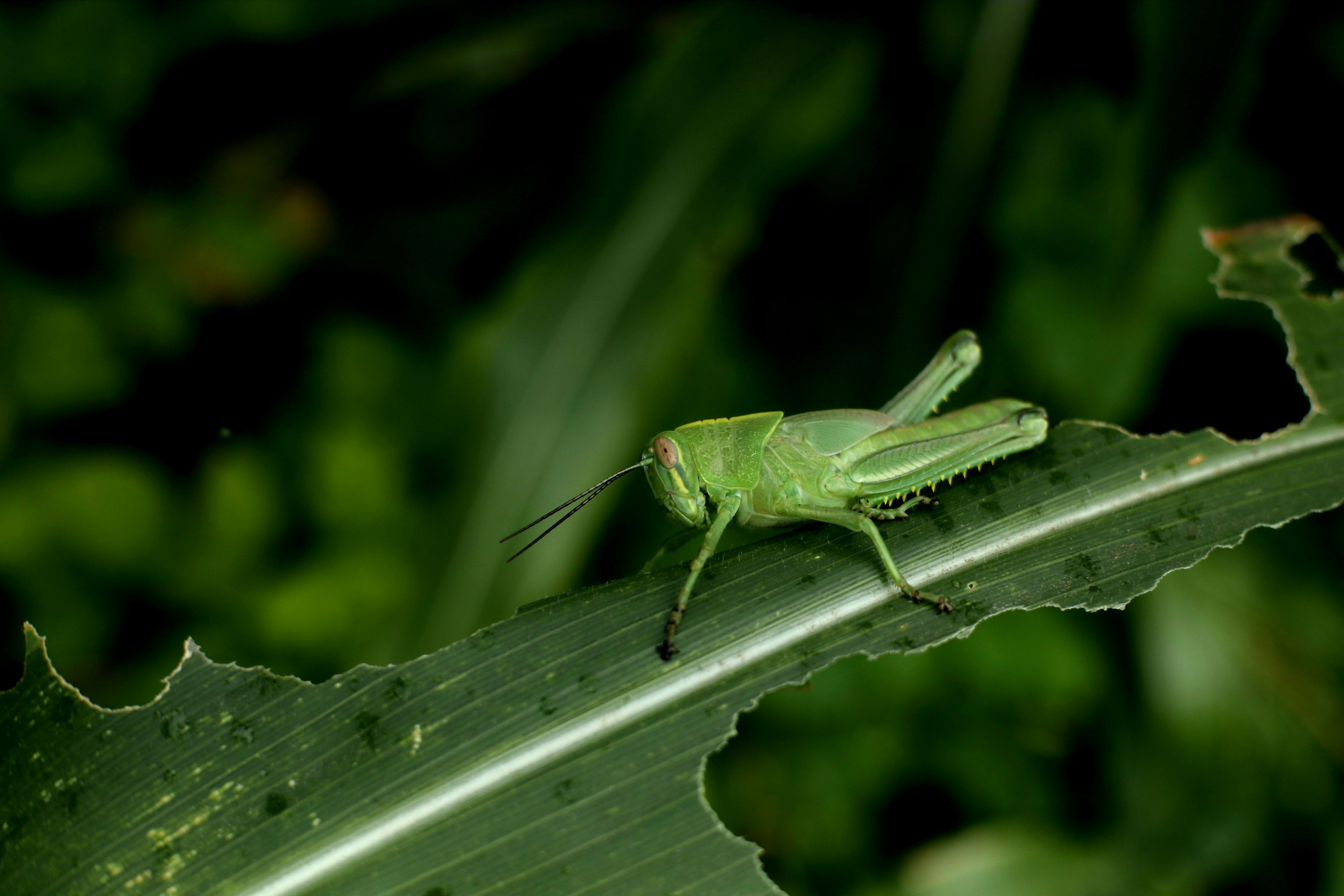 Green Grasshopper on Leaf in Natural Habitat · Free Stock Photo