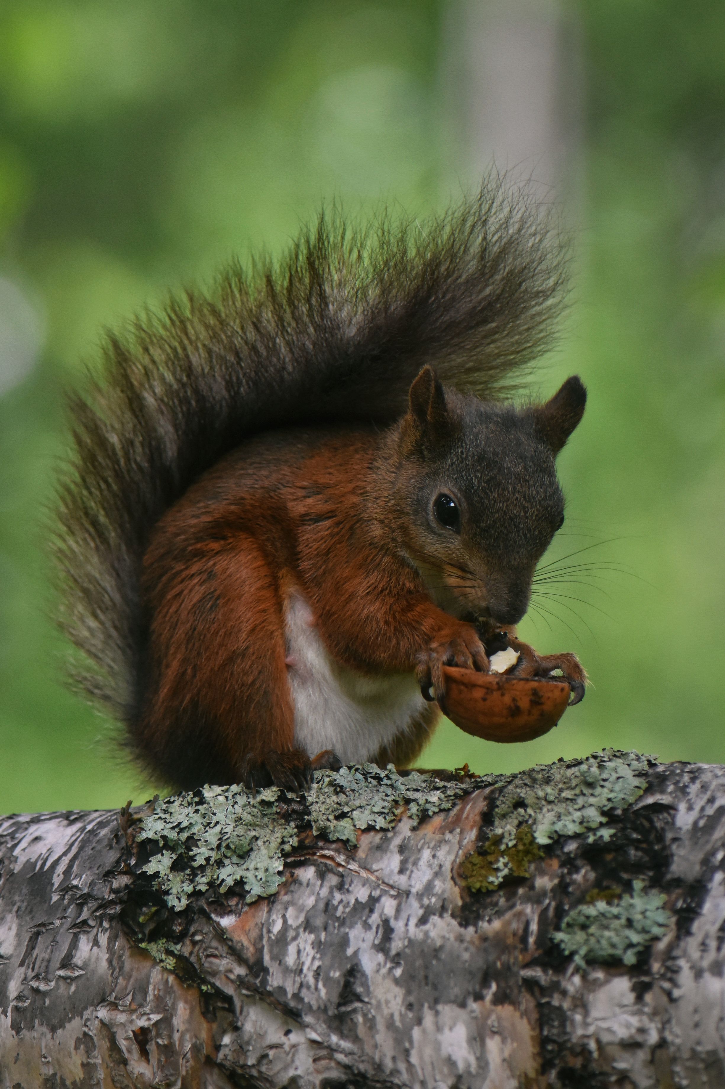 Cute Squirrel Eating Nut on Birch Tree Outdoors · Free Stock Photo