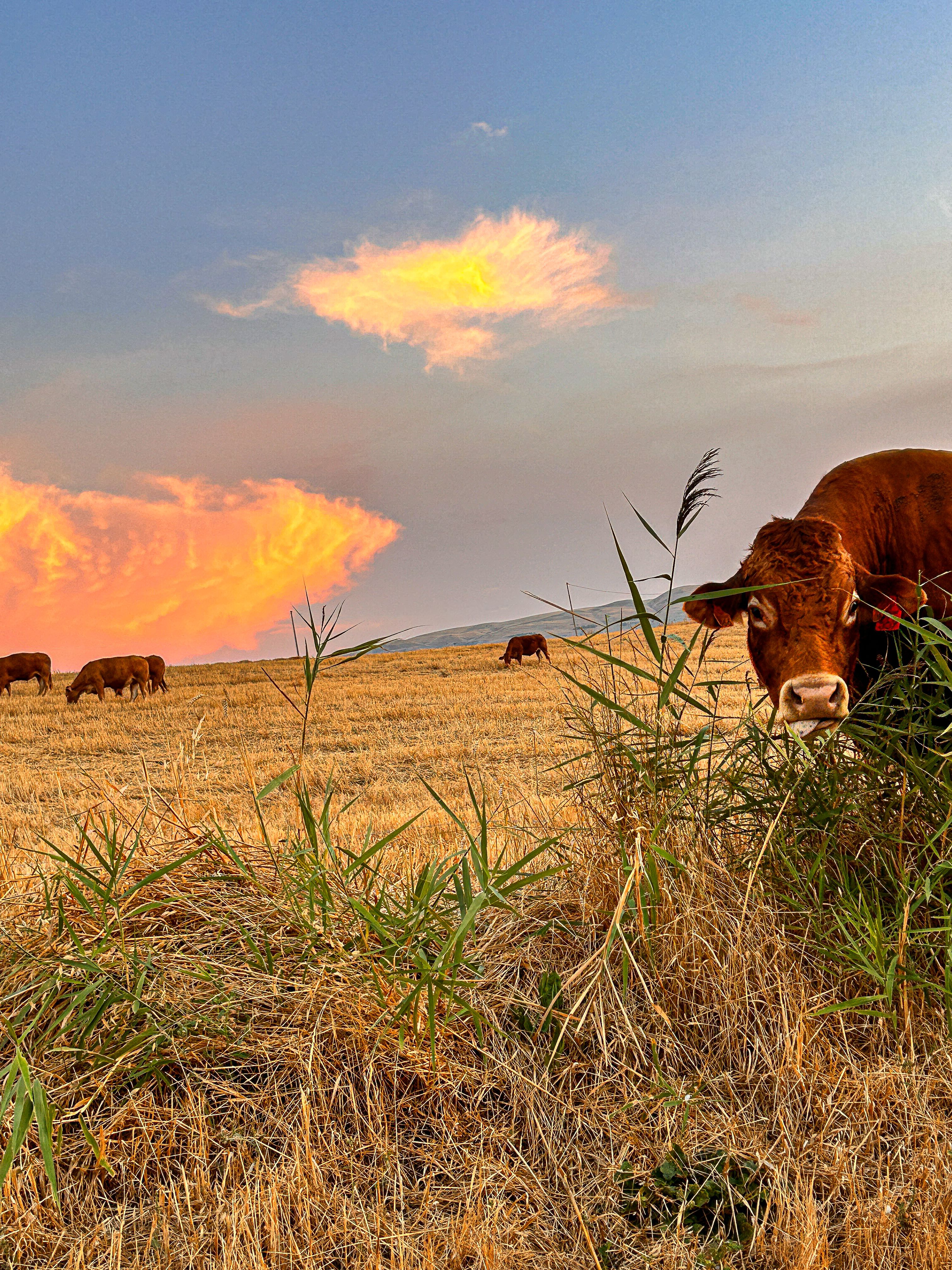Serene Sunset Over Corleone's Cattle Field · Free Stock Photo