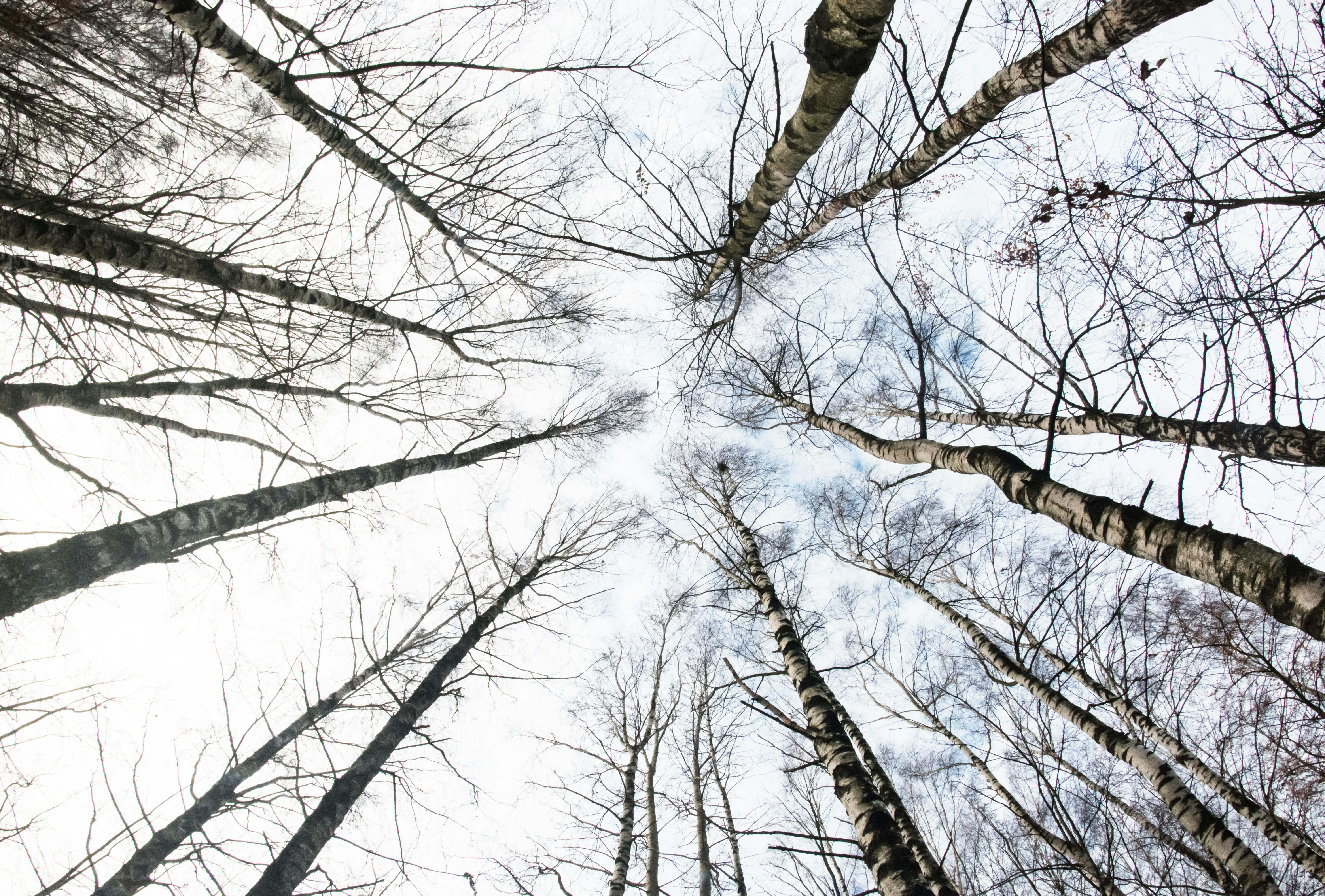 Winter Birch Tree Canopy Against Blue Sky · Free Stock Photo