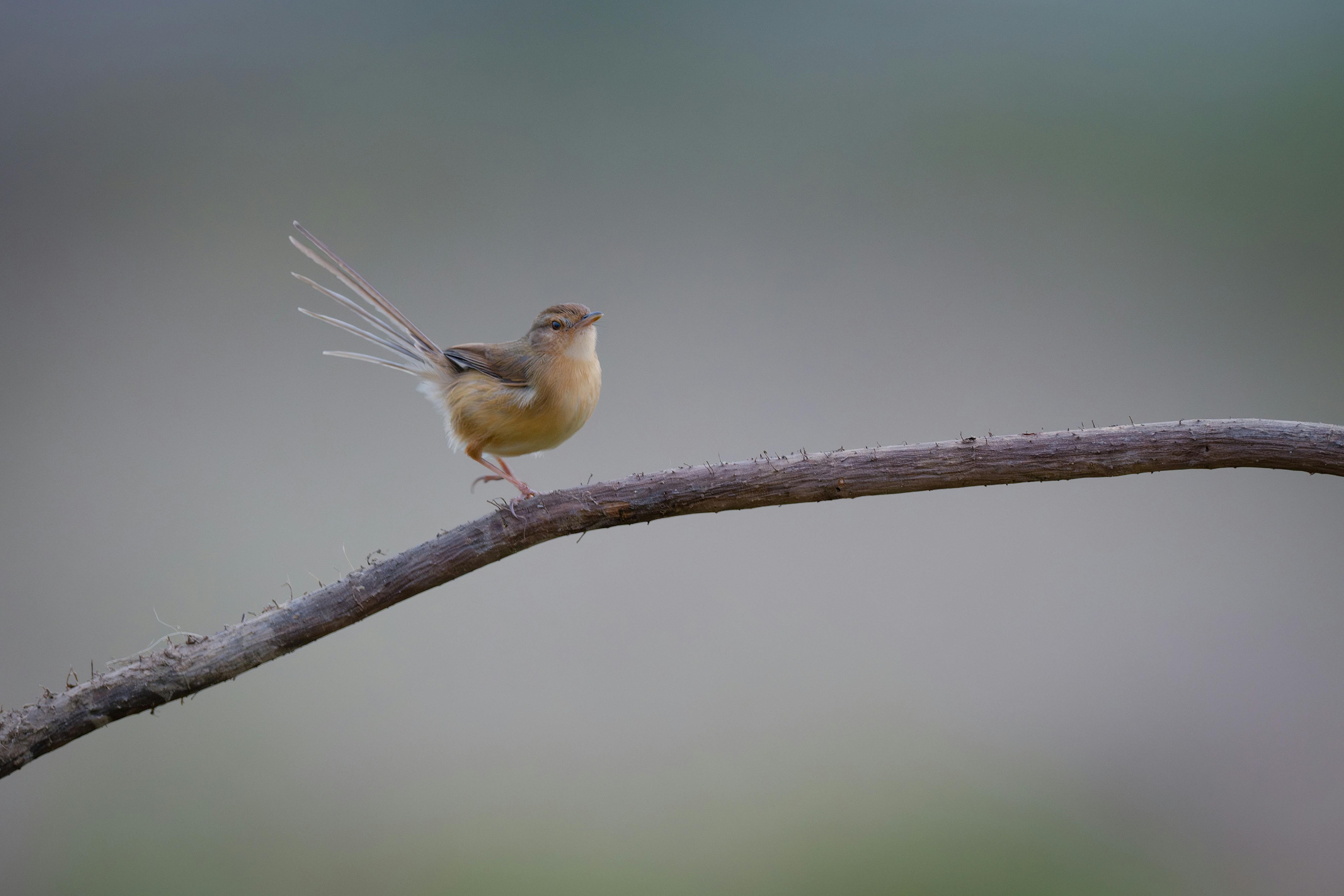 Graceful Prinia Bird Perched on a Branch · Free Stock Photo